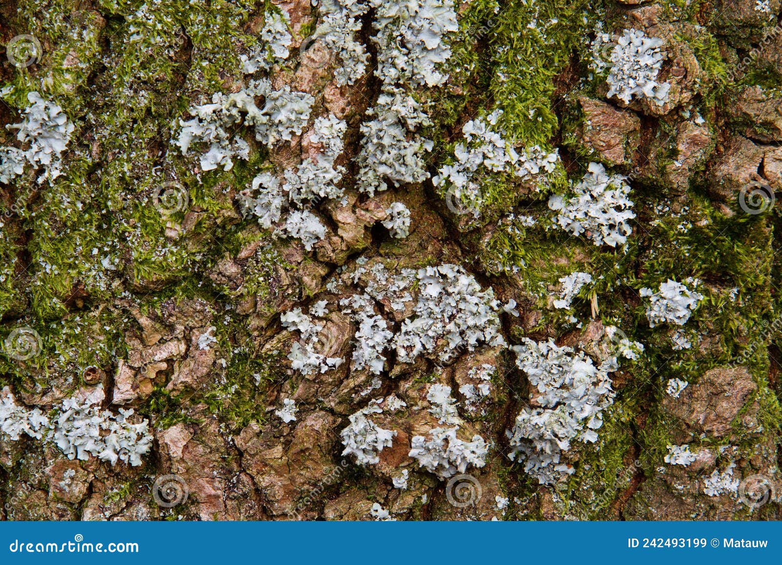 Lichen and Moss on Tree Bark Stock Image - Image of foliose, thallus: 242493199