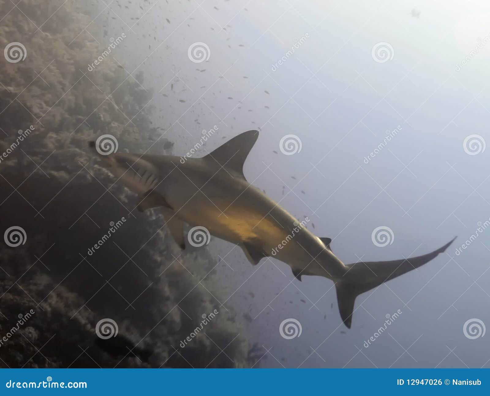 Hammerhead stock photo. Image of close, marine, fish - 12947026