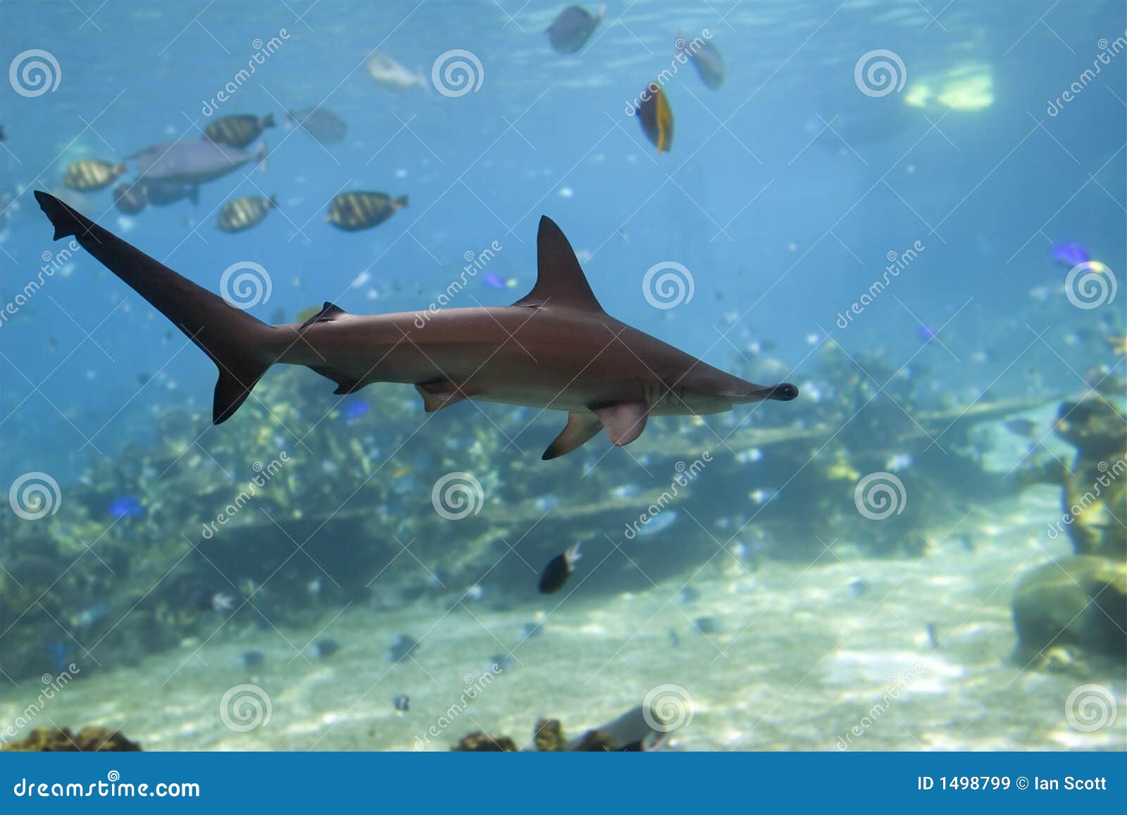 Hammerhead stock image. Image of underwater, fish, shovelnose - 1498799