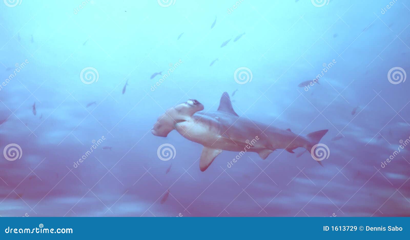 Hammerhead stock image. Image of conservation, shark, aquatic - 1613729