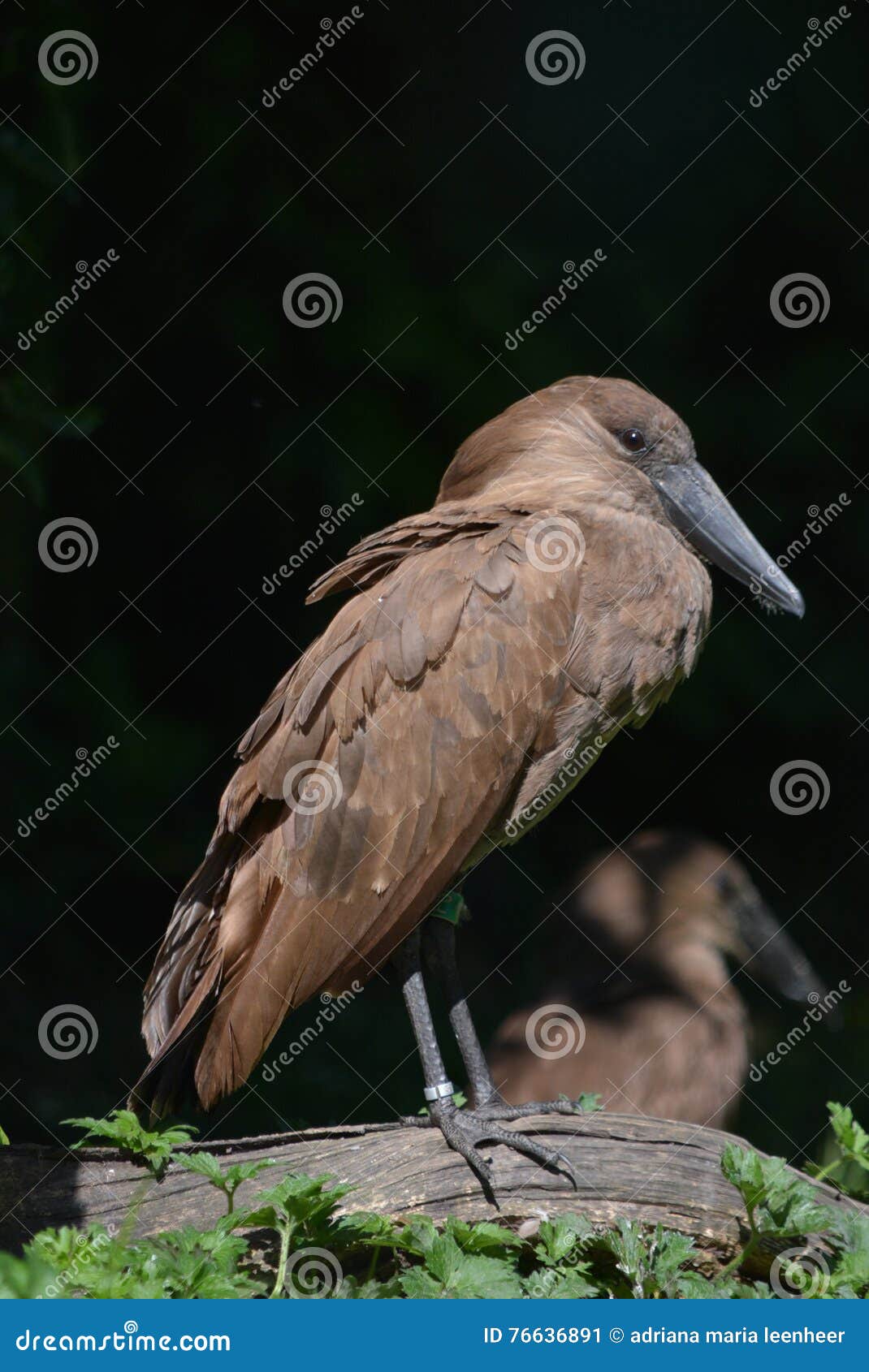 Hammerhead bird stock image. Image of bird, hammerhead - 76636891