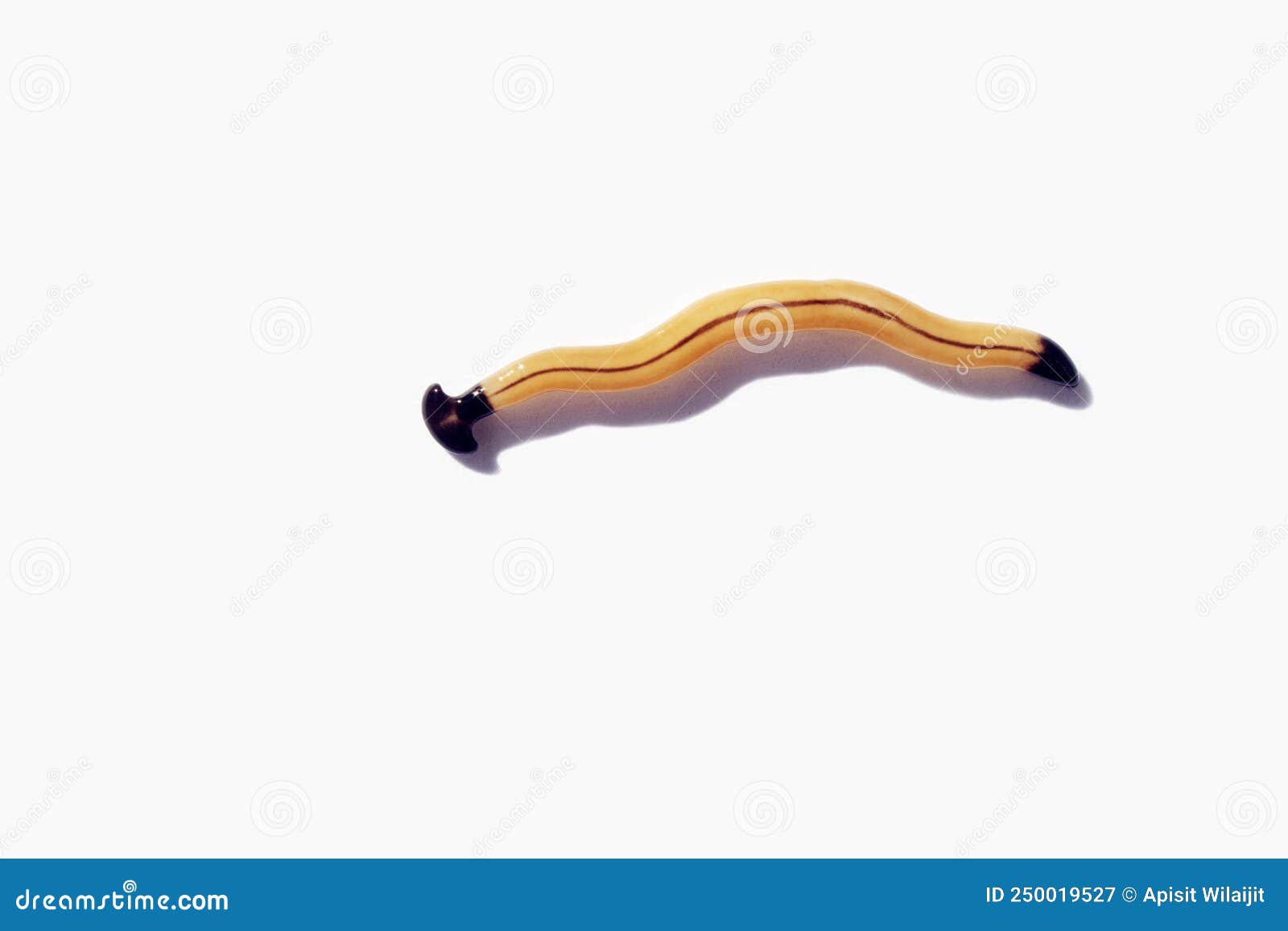 Hammerhead Flatworm on White Background. Stock Image - Image of ...