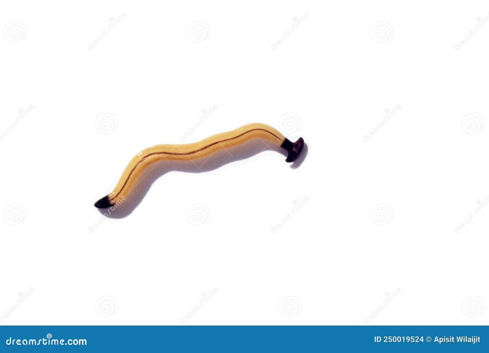 Hammerhead Flatworm on White Background. Stock Photo - Image of macro ...