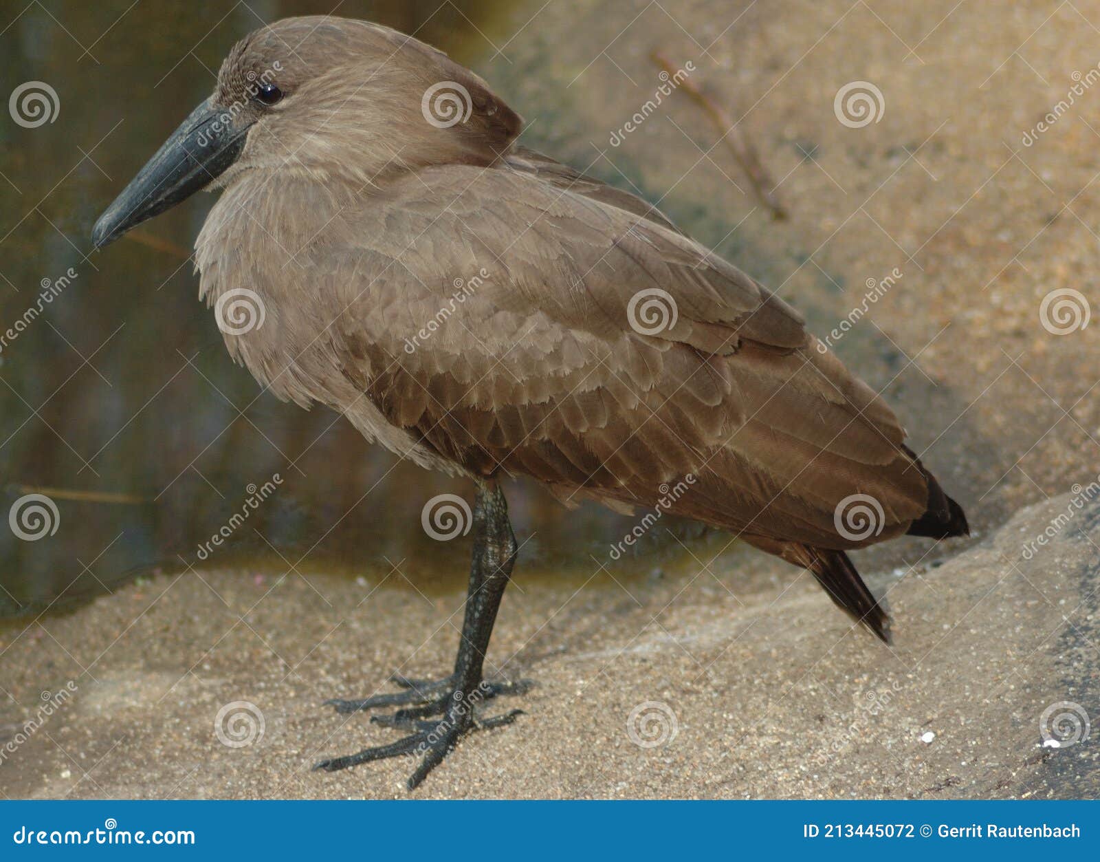 Hammerhead Bird, Scopus Umbretta African Bird Known For Building Nests ...