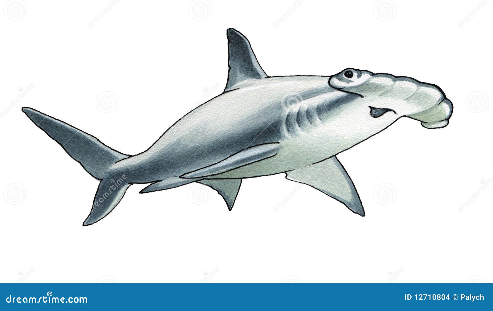 Hammerhead Shark stock illustration. Illustration of grey - 12710804