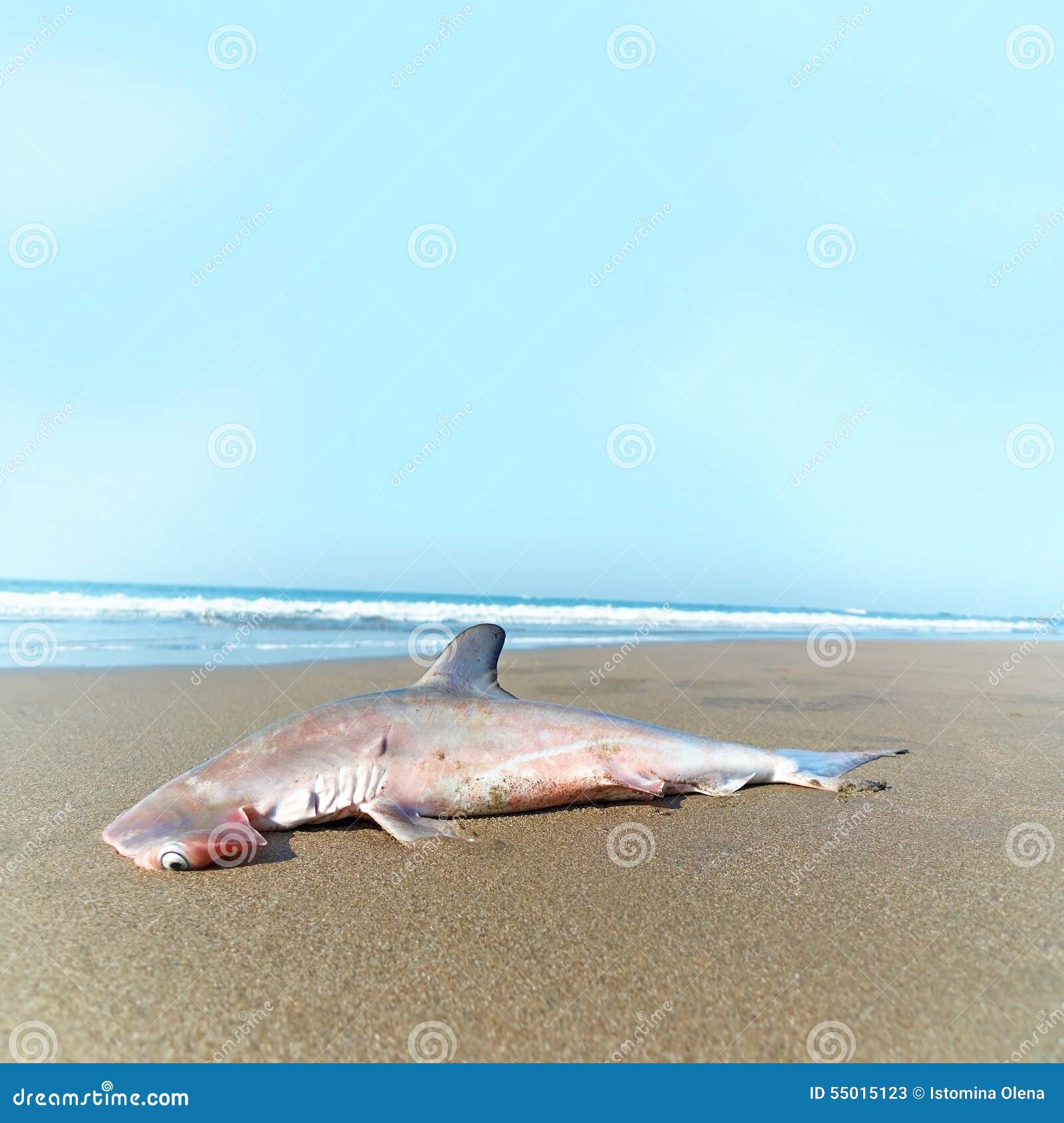 Hammerhead shark stock image. Image of shark, cultures - 55015123