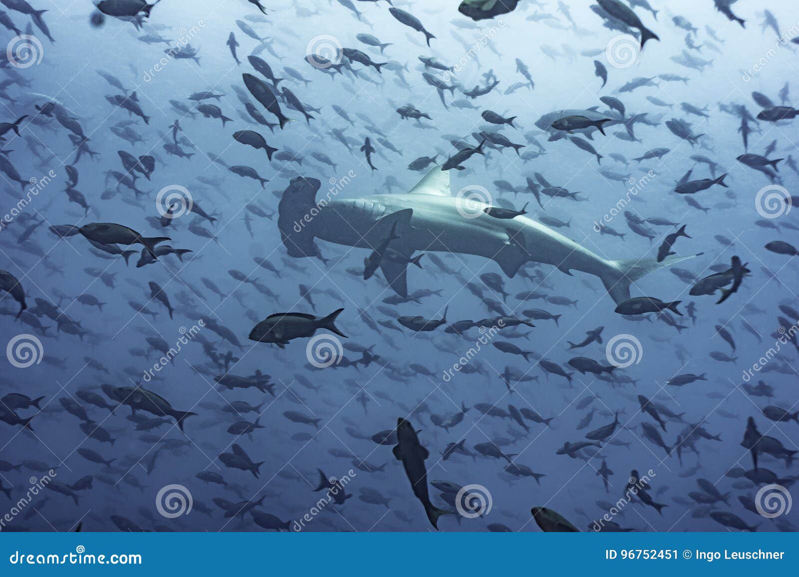 Hammerhead Shark stock image. Image of ocean, travel - 96752451