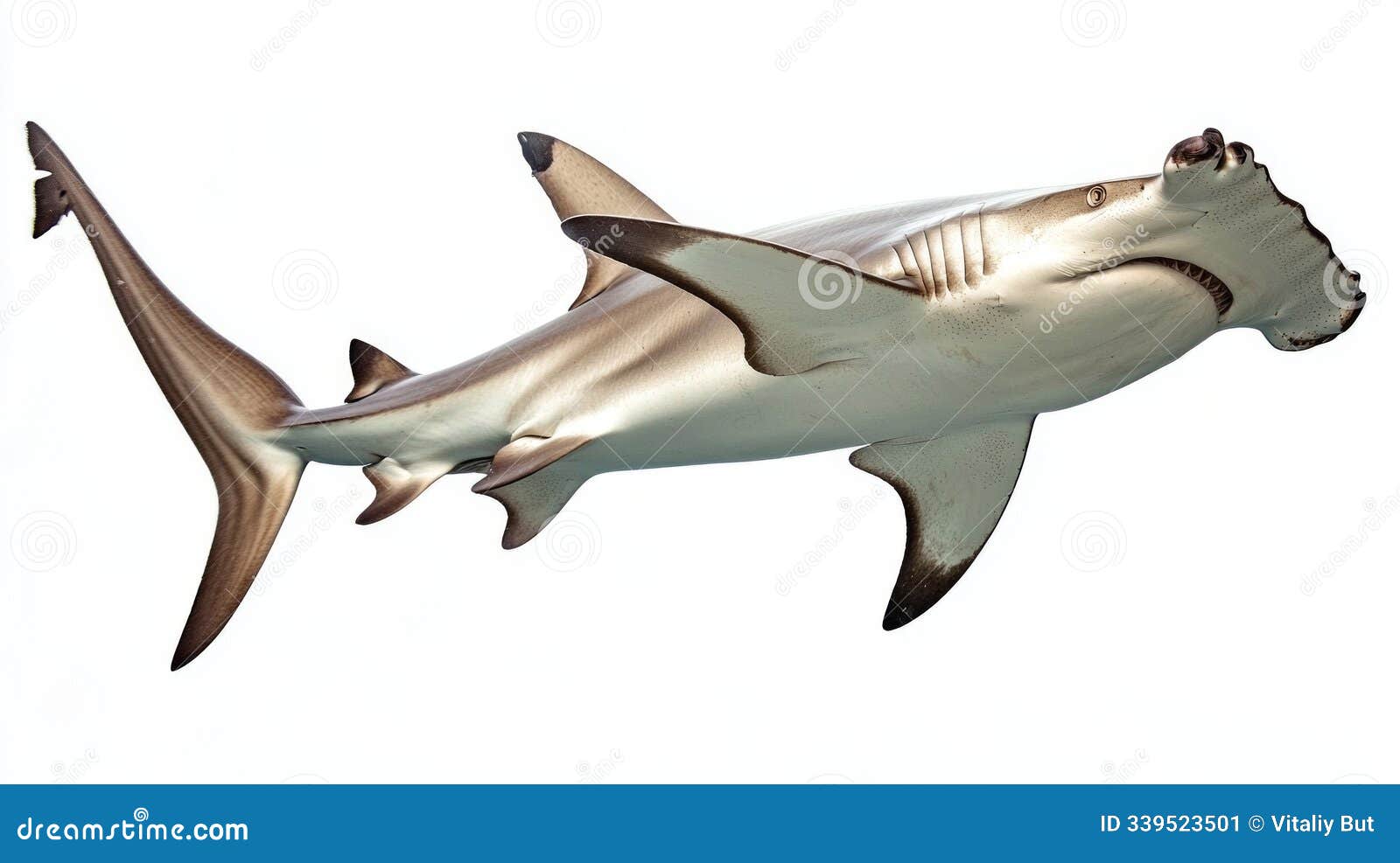 Hammerhead Shark Glides through Its Environment Showcasing Its ...