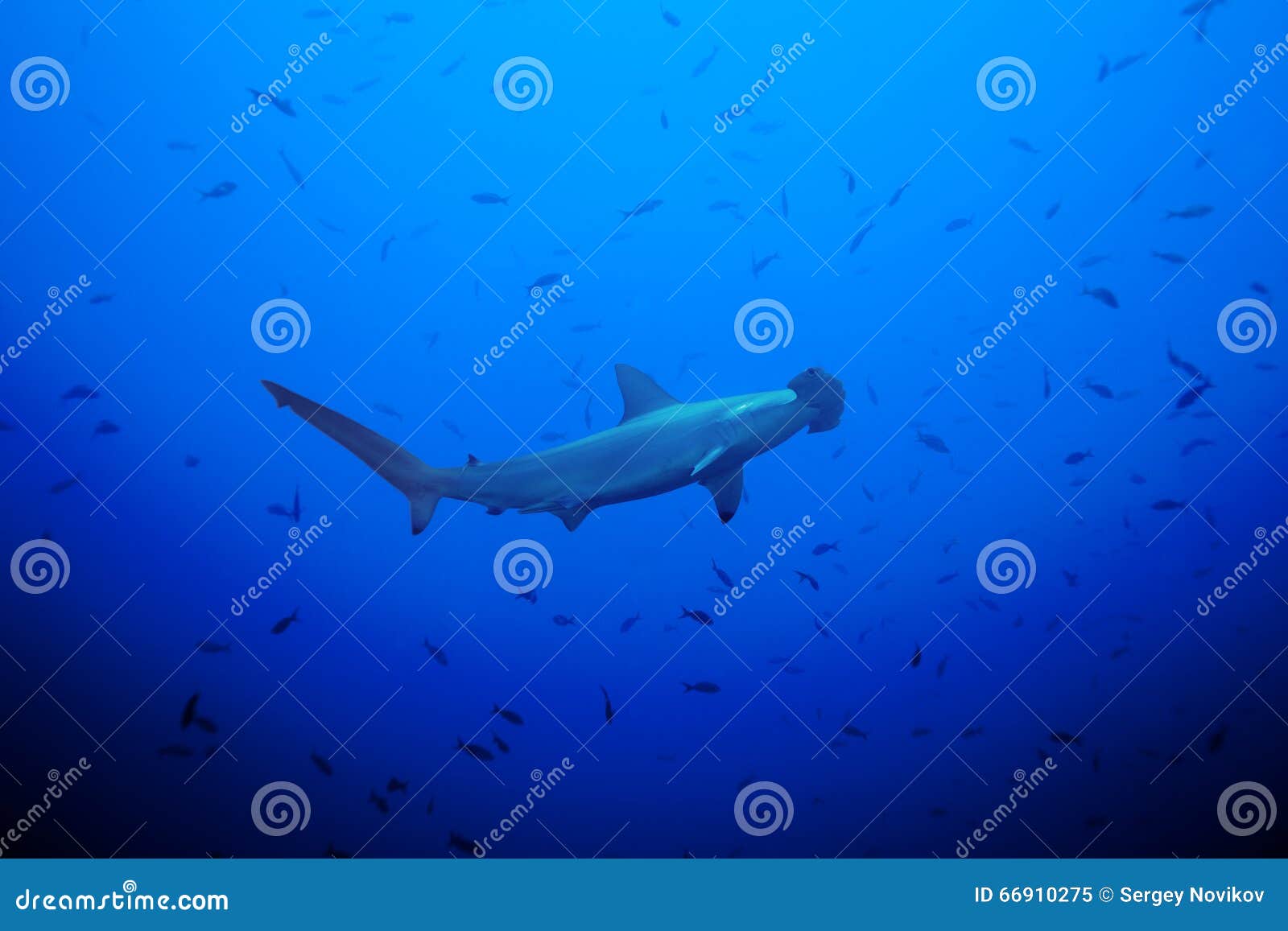 Hammerhead Shark in the Large School of Small Fish Stock Image - Image ...