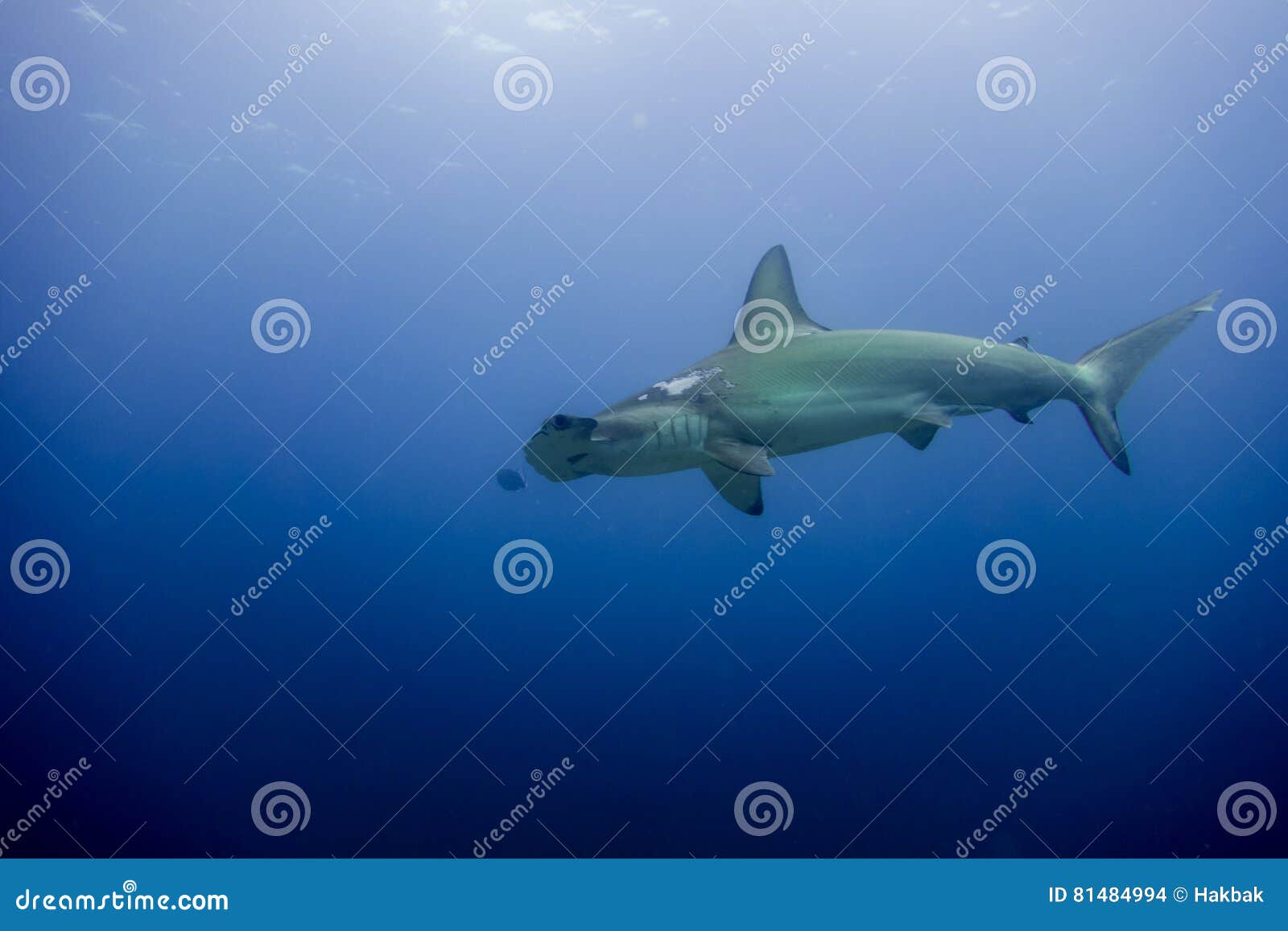Hammerhead Shark Malpelo Island Stock Photo - Image of park, hammerhead ...