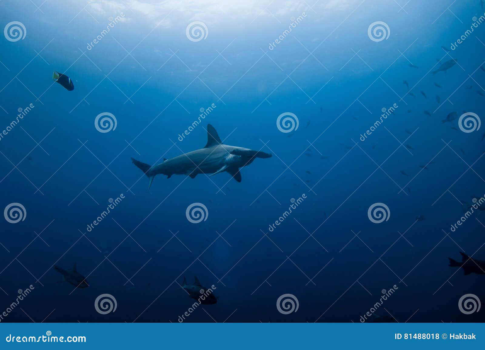 Hammerhead Shark Malpelo Island Stock Photo - Image of jungle ...