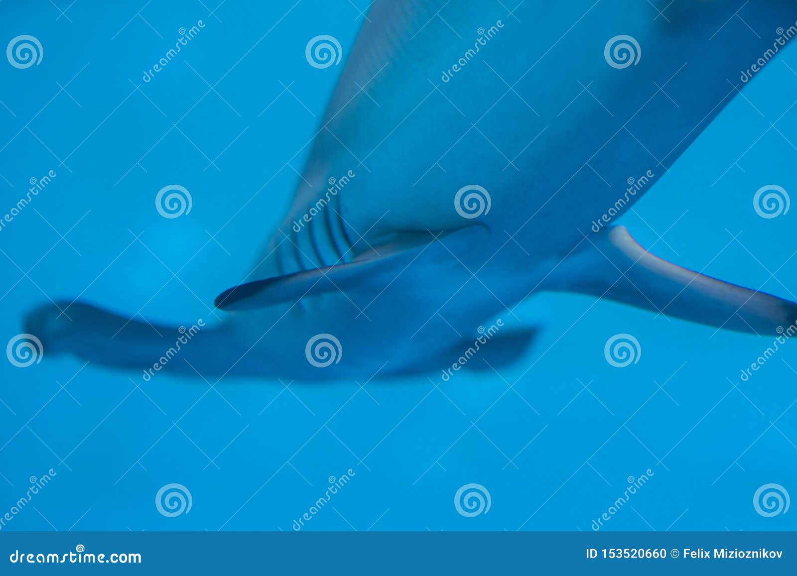 Hammerhead Shark Swimming Overhead Divers Point of View in Ocean Stock ...