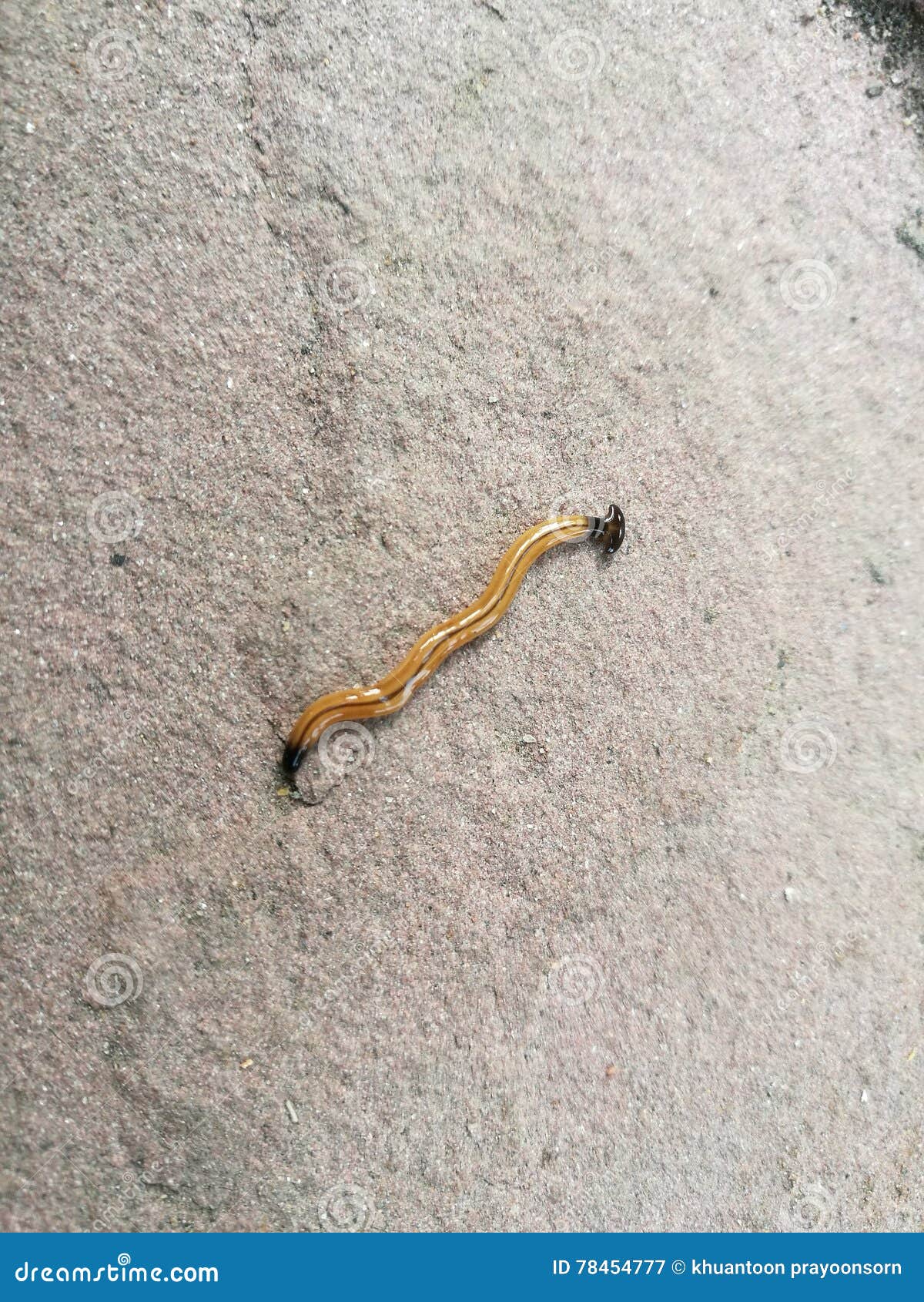 Hammerhead worm stock image. Image of small, hammer, life - 78454777