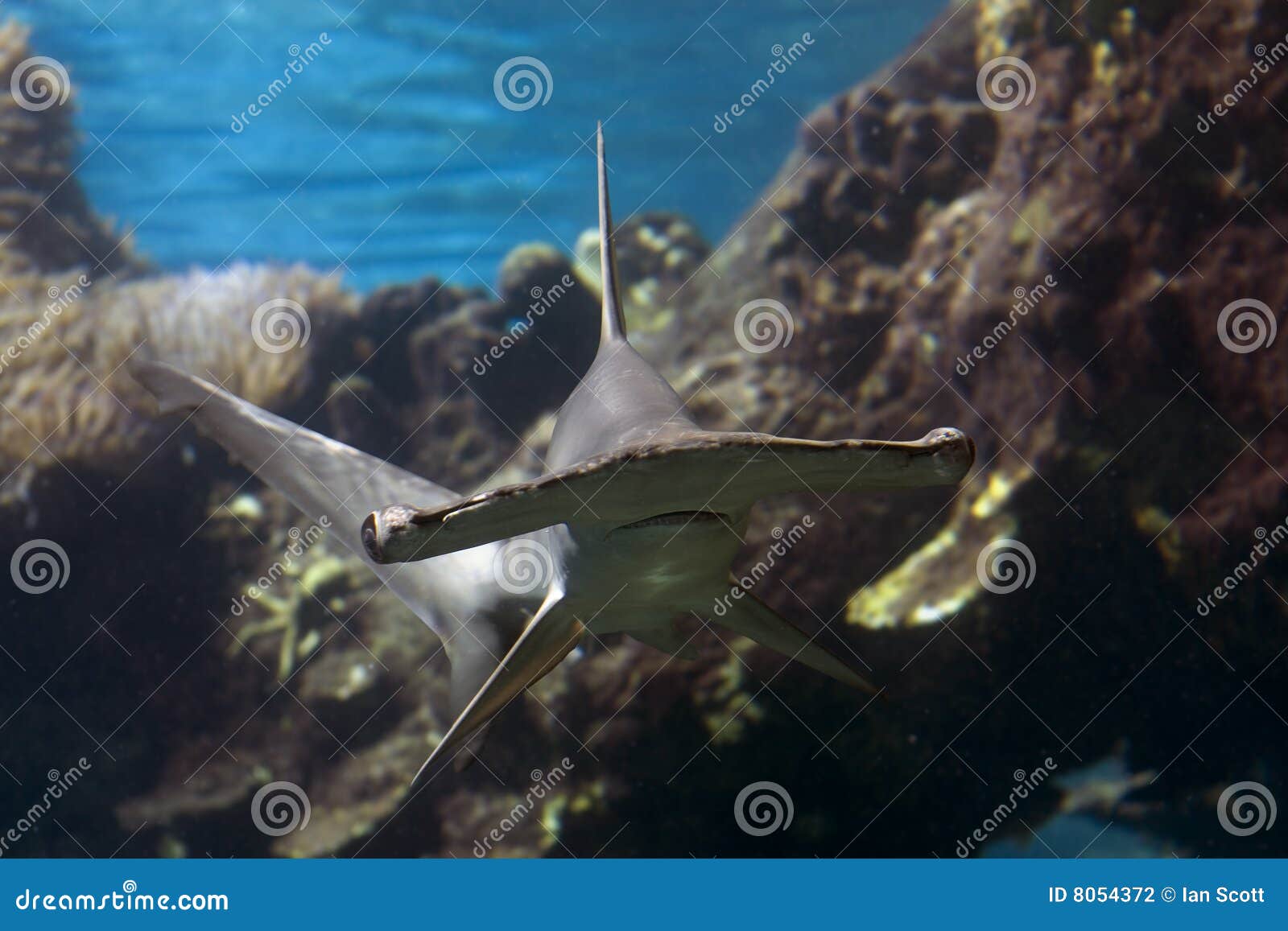 Hammershark stock photo. Image of marine, head, hammerhead - 8054372