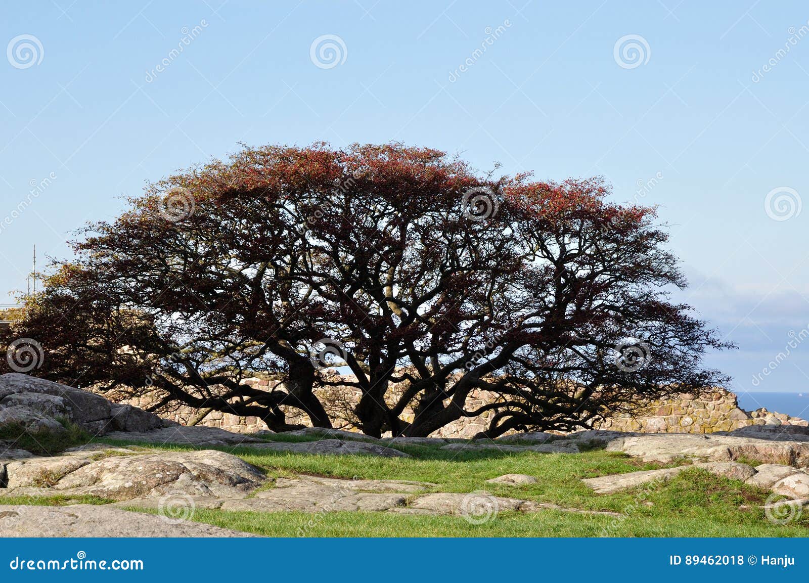 Hammershus stock photo. Image of medieval, historic, history - 89462018