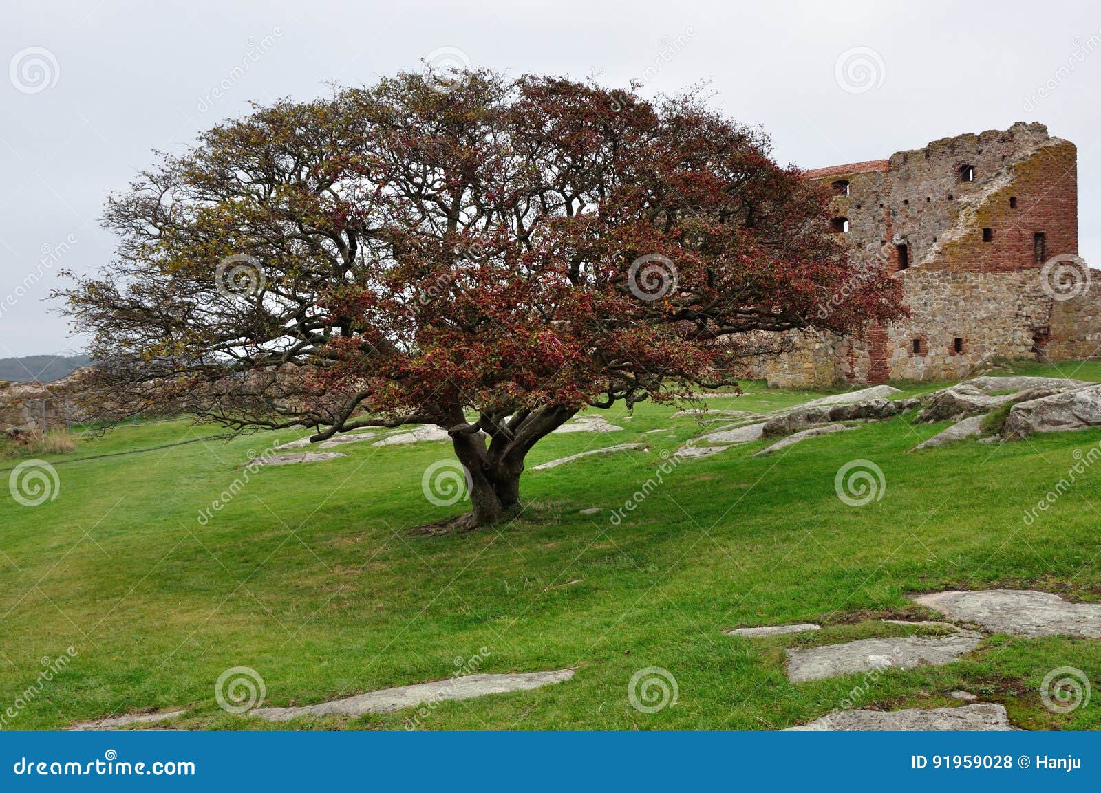 Hammershus stock photo. Image of bornholm, famous, monument - 91959028
