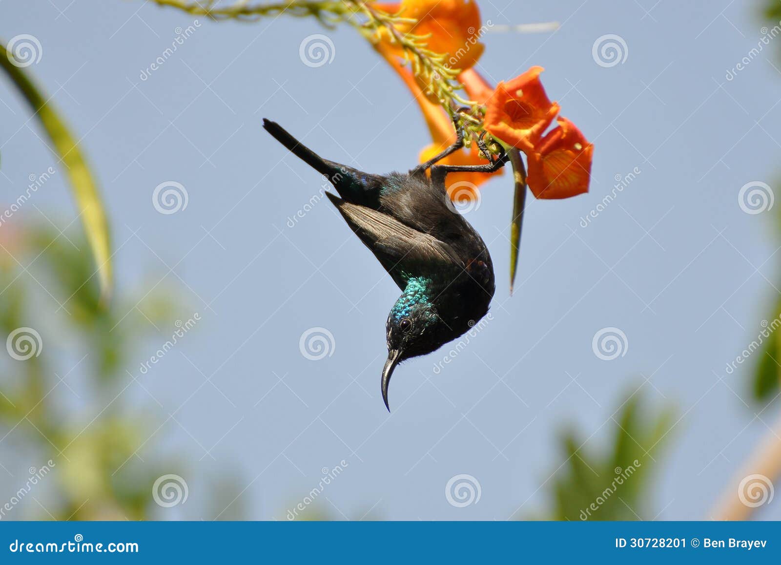 Hamming bird stock image. Image of photograph, hanging - 30728201