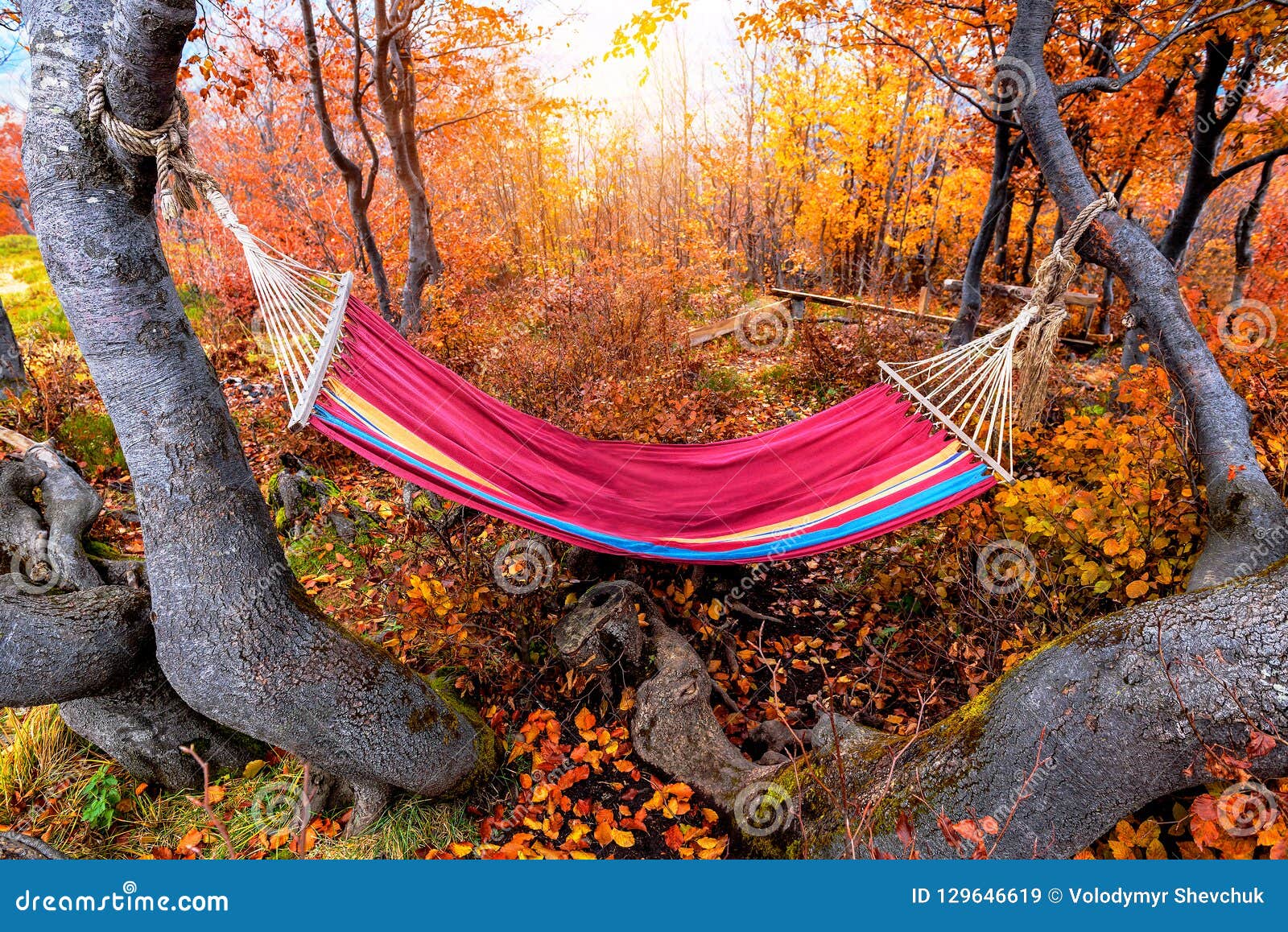 Hammock in the Autumn Forest Stock Image - Image of autumn, maple ...