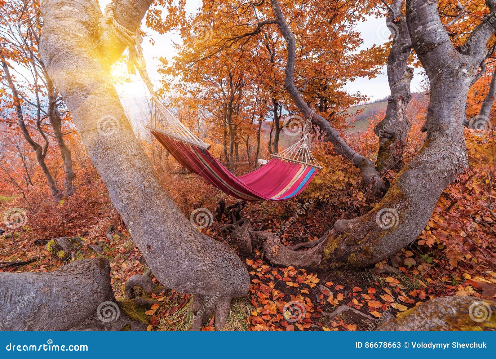 Hammock in autumn tree stock image. Image of environment - 86678663