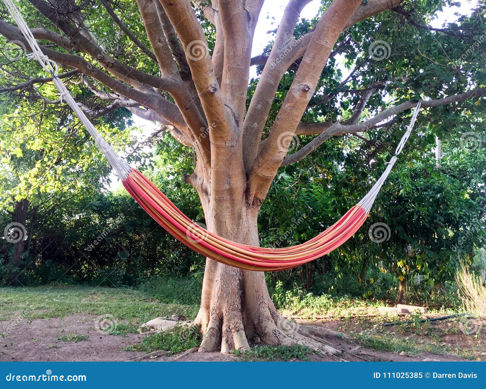 Hammock in oak tree stock image. Image of summer, idyllic - 111025385