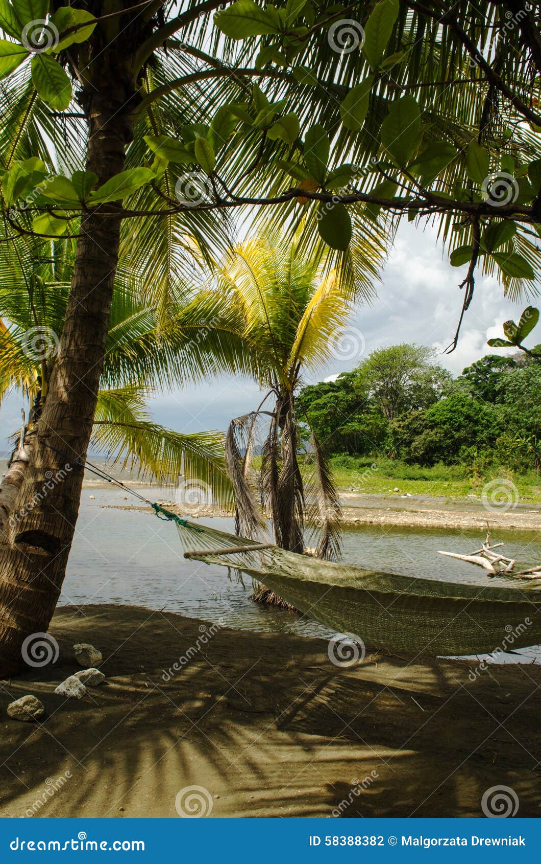 A Hammock in the Shadow of the Palm Tree Stock Photo - Image of relax ...