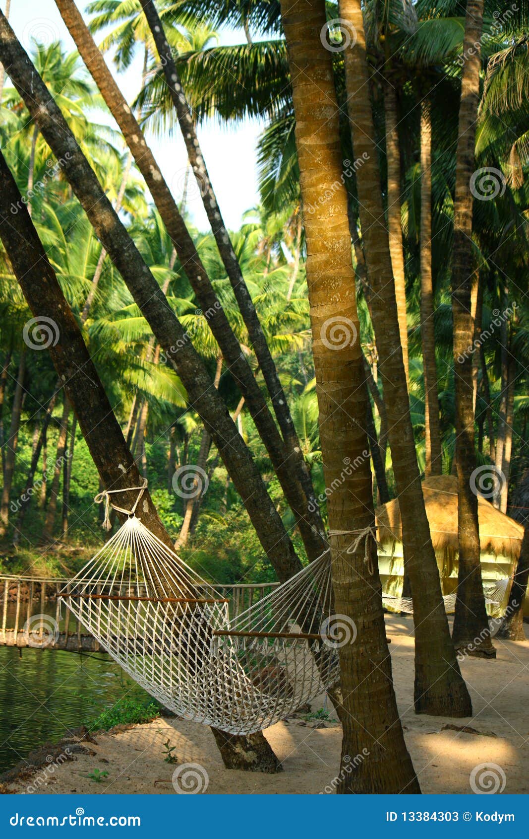 Hammock Under Coconut Palm Trees in Goa Stock Image - Image of island ...