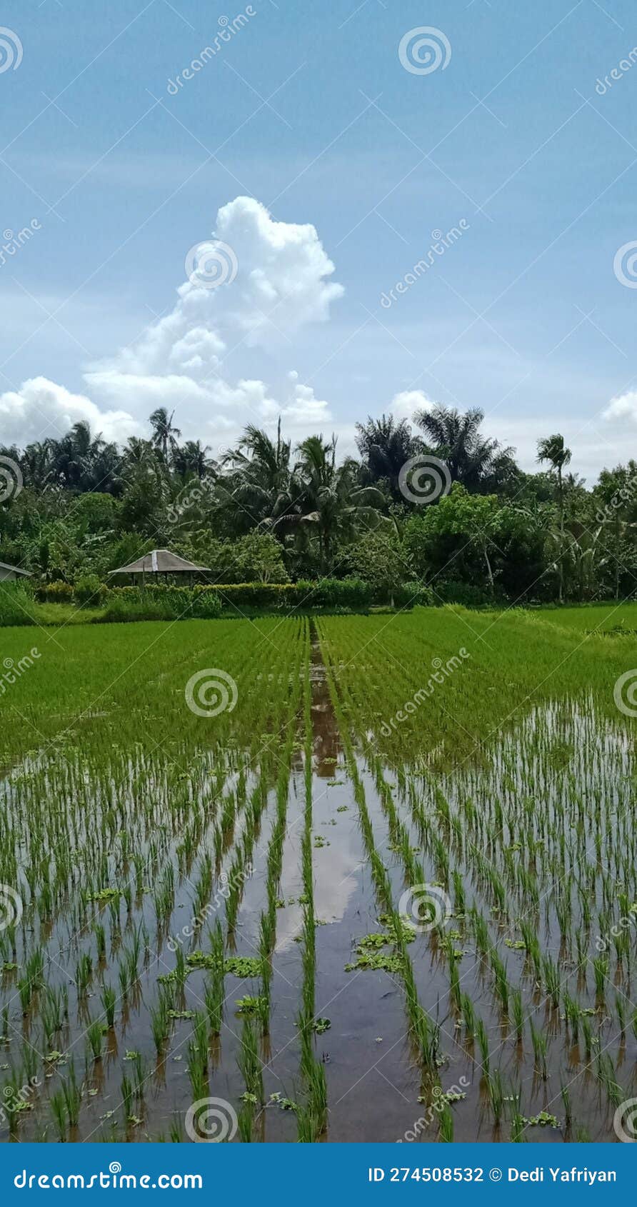 Fields and paddy fields stock photo. Image of awan, cloud - 274508532