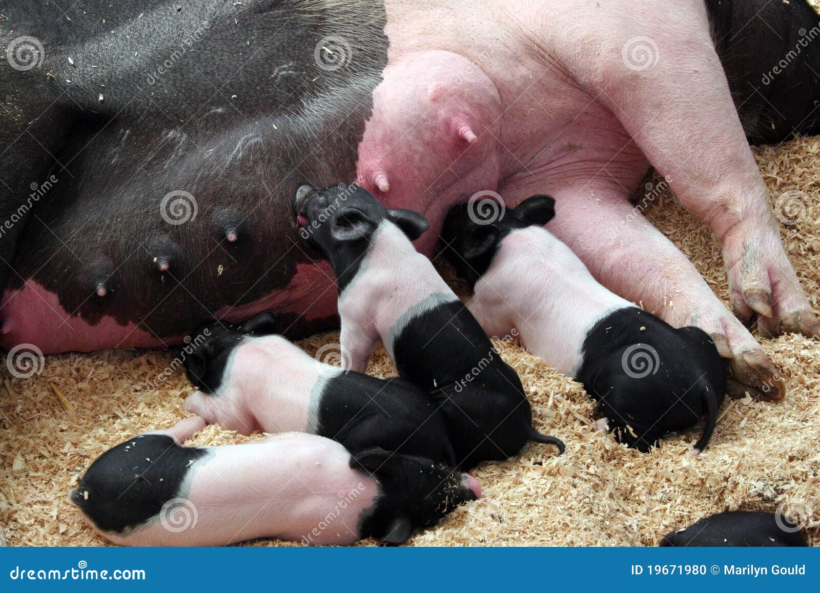 Hampshire Piglet Nursing stock photo. Image of piglets - 19671980