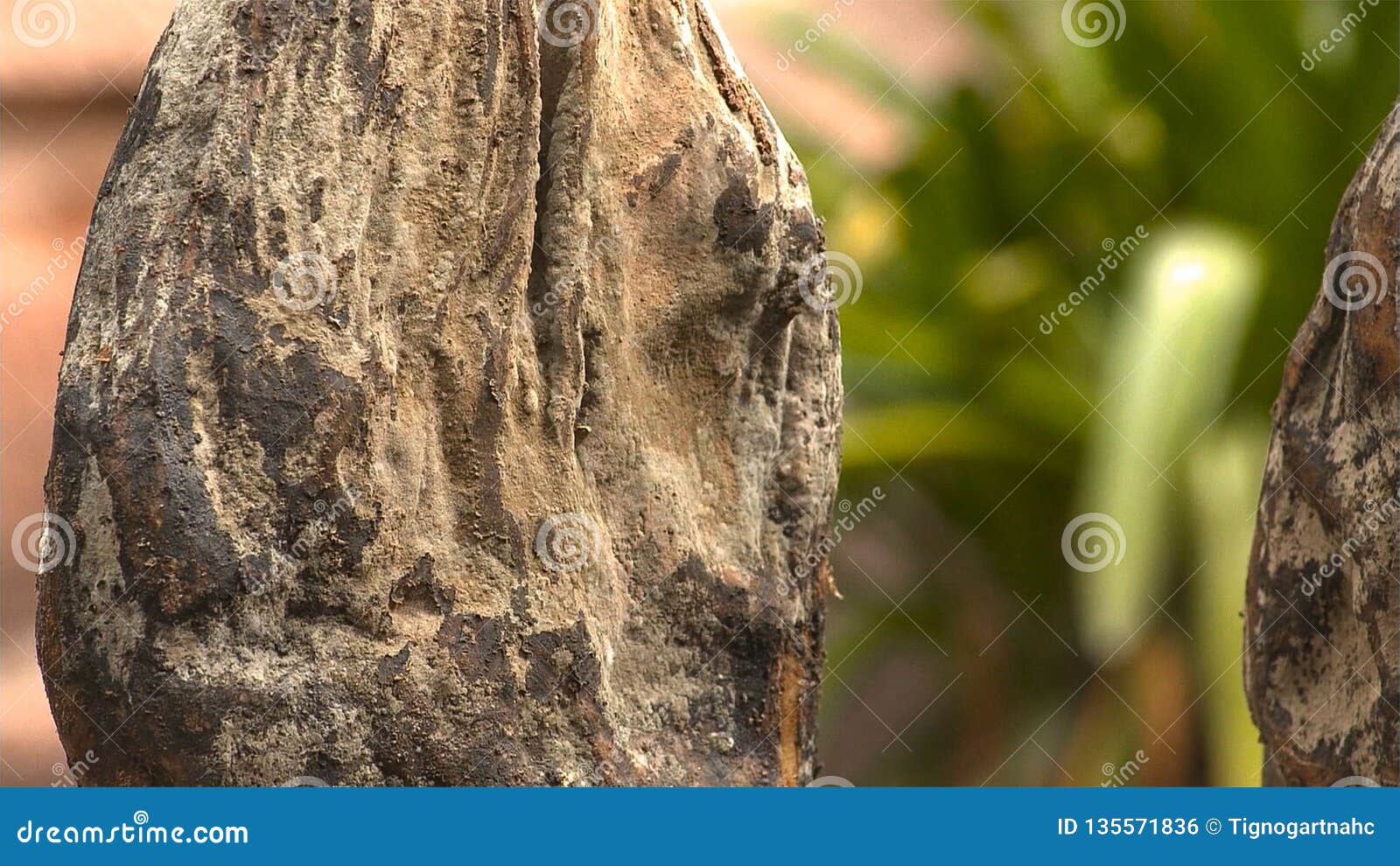 Hams Begin To Mildew. the Mold Pushes Hams into a Deep Fermentation ...