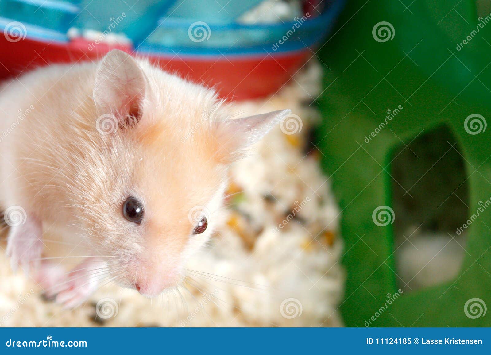 Hamster stock image. Image of gerbil, hungry, hamster - 11124185