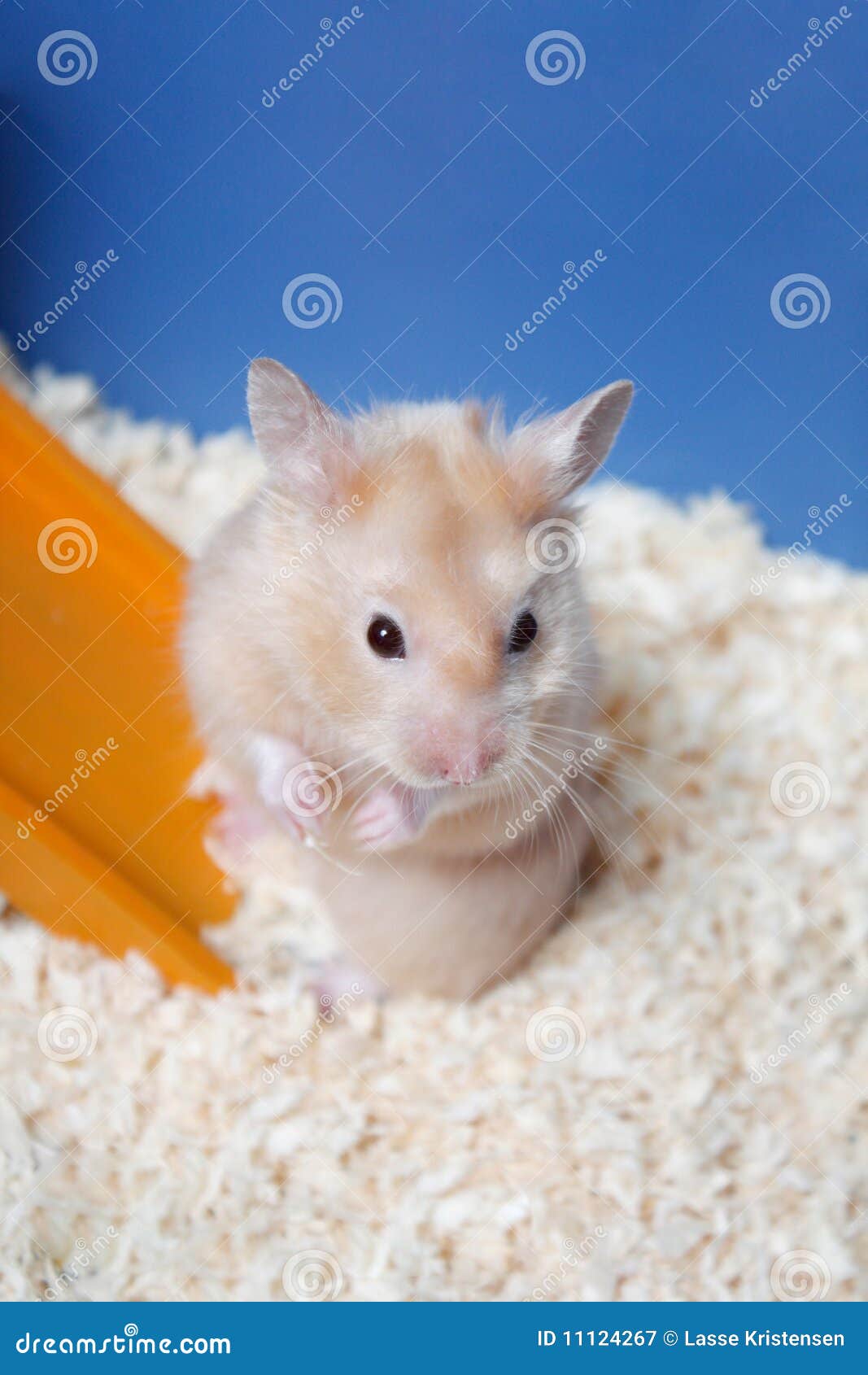 Hamster stock image. Image of looking, orange, inquisitive - 11124267
