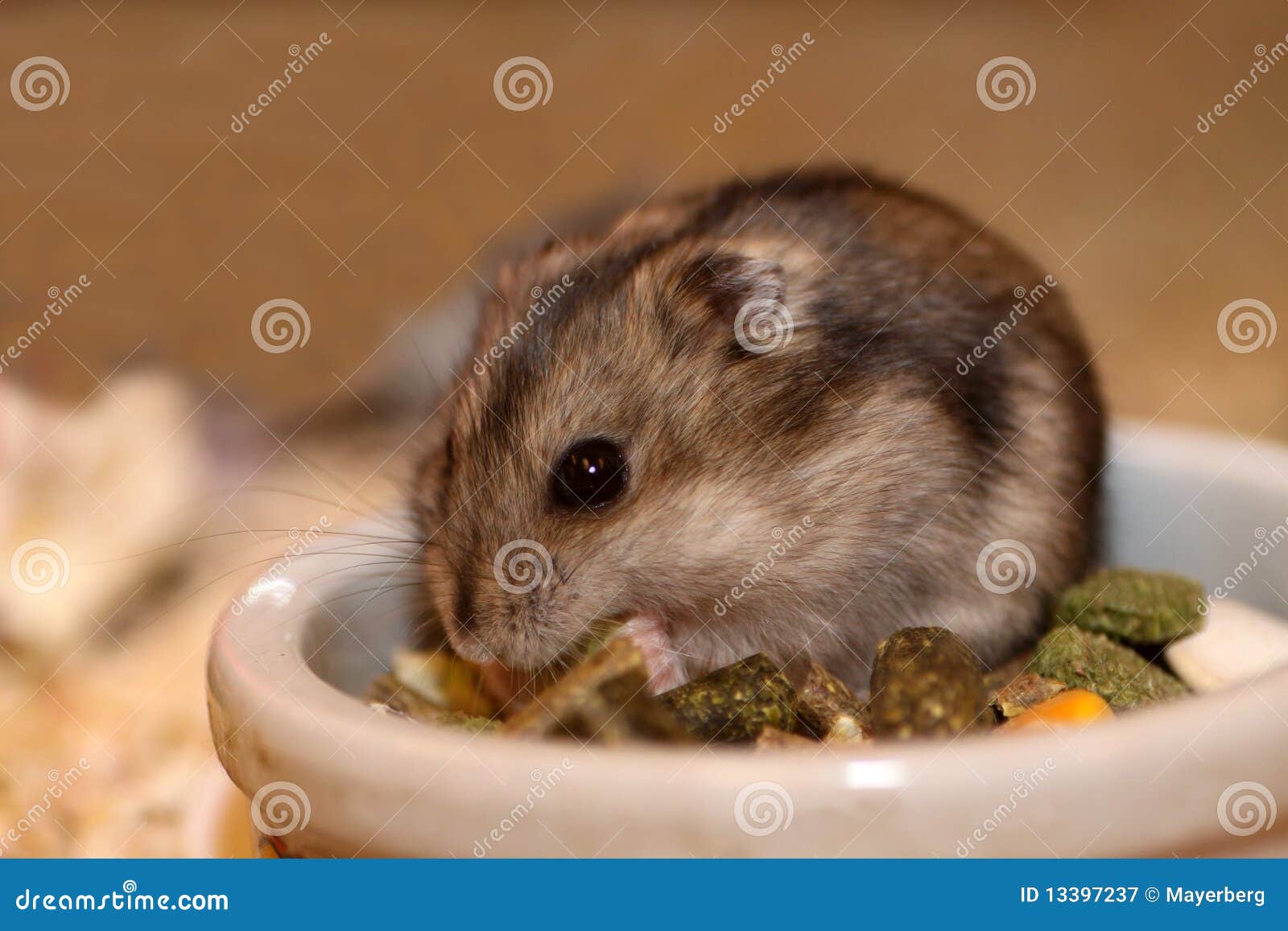 Hamster stock image. Image of small, furry, nocturnal - 13397237