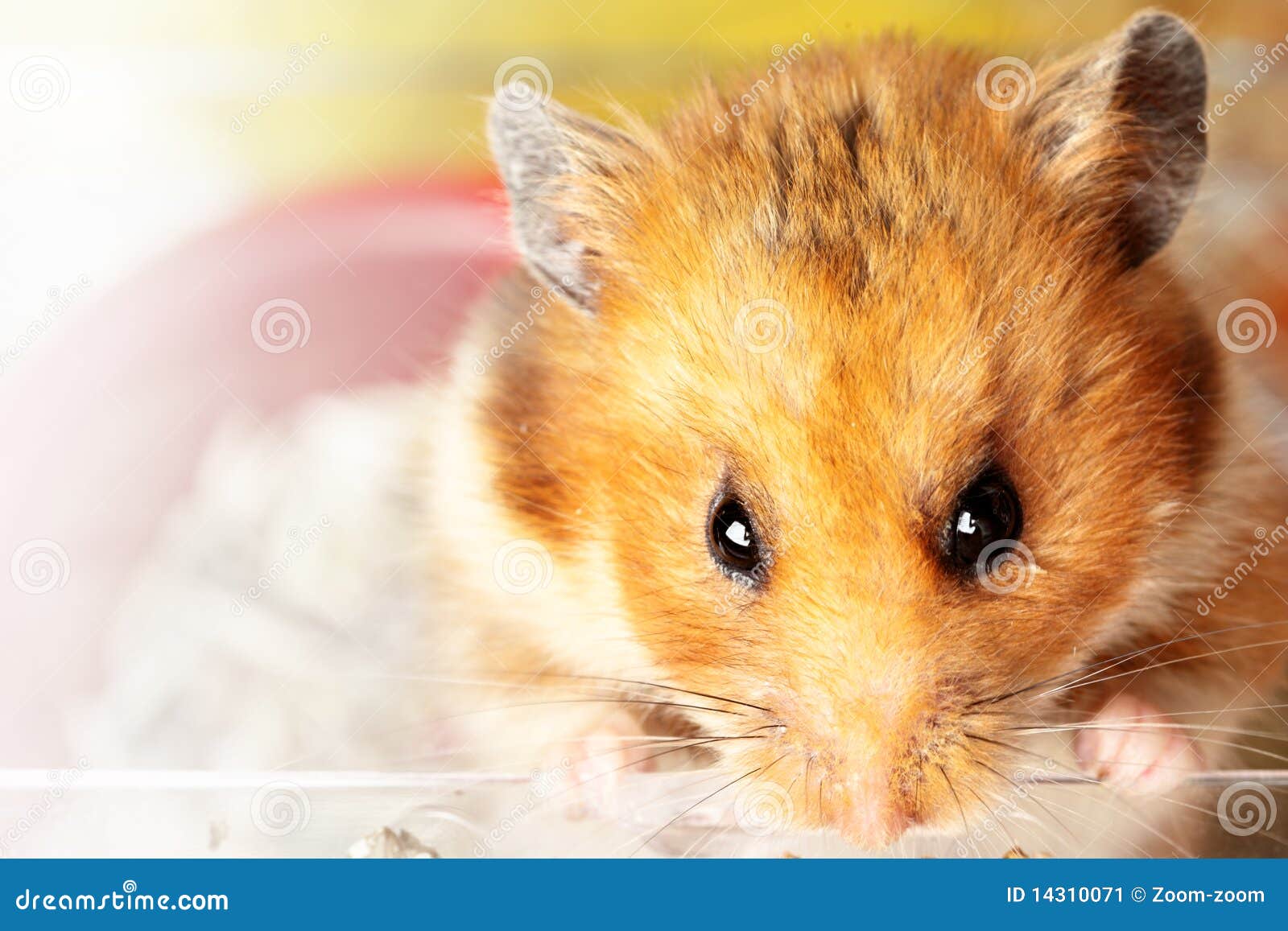 Hamster stock image. Image of curious, humorous, mouse - 14310071