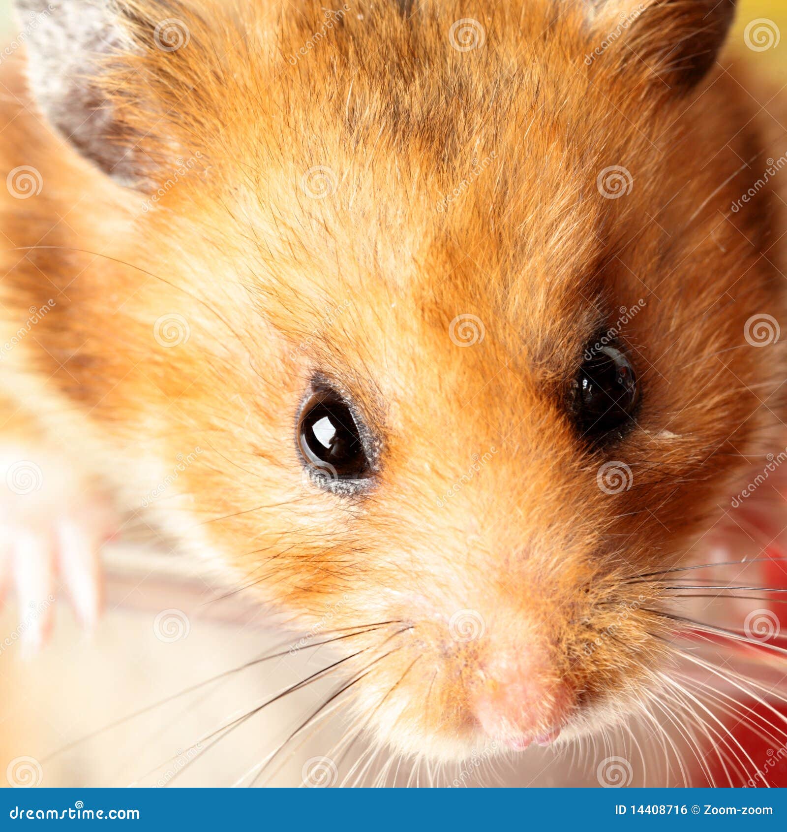 Hamster stock photo. Image of little, close, funny, face - 14408716
