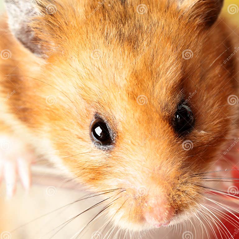 Hamster stock photo. Image of little, close, funny, face - 14408716