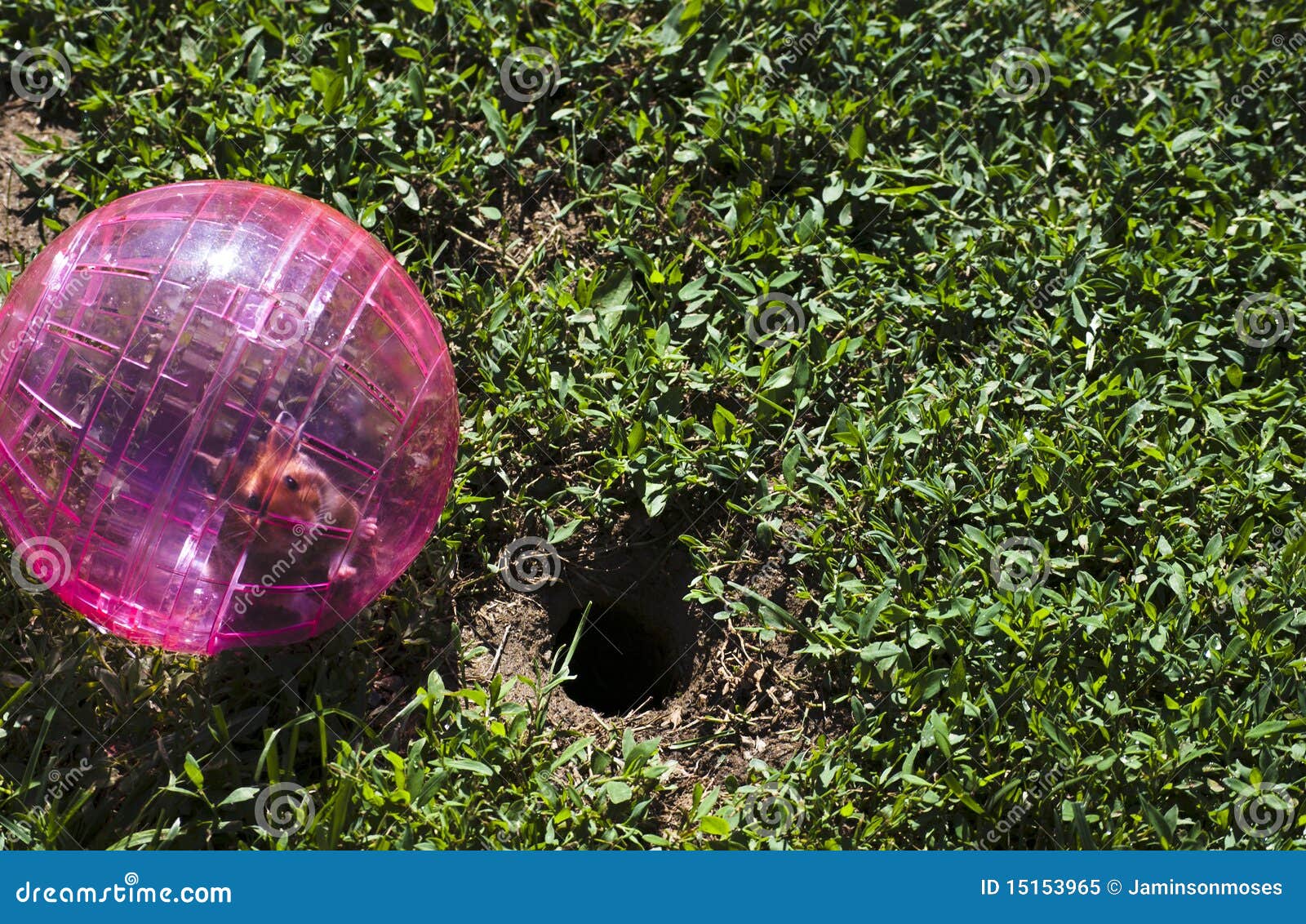 Hamster stock image. Image of dzungarian, poly, hamster - 15153965