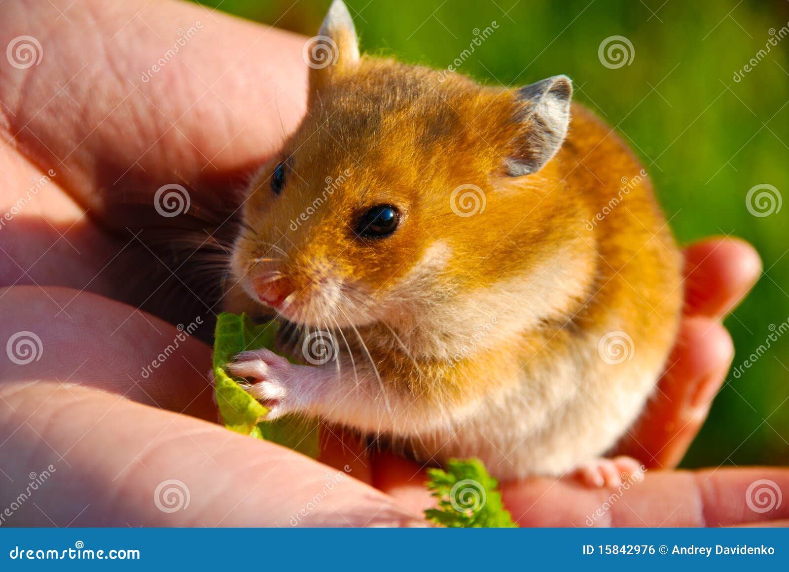 Hamster stock photo. Image of mustache, hamsters, hands - 15842976