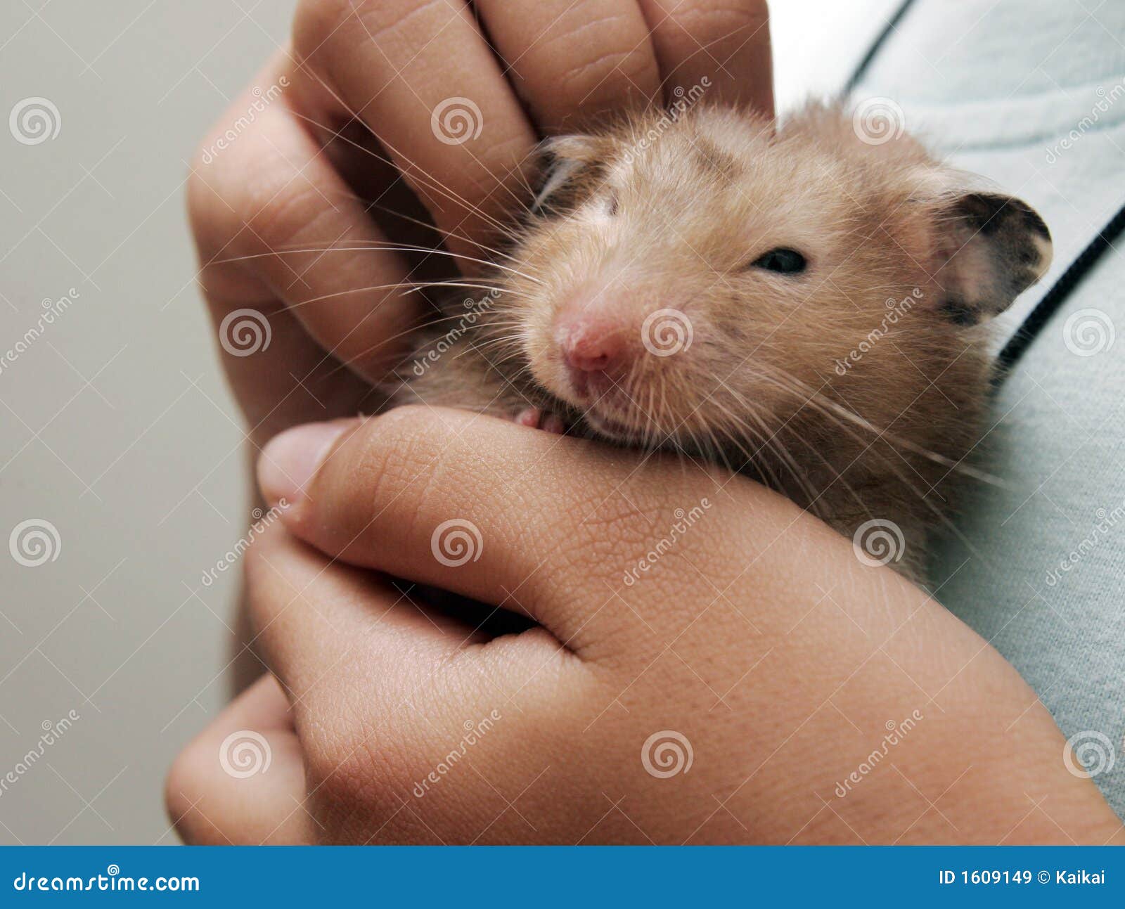 Hamster stock image. Image of rodent, natural, furry, horizontal - 1609149