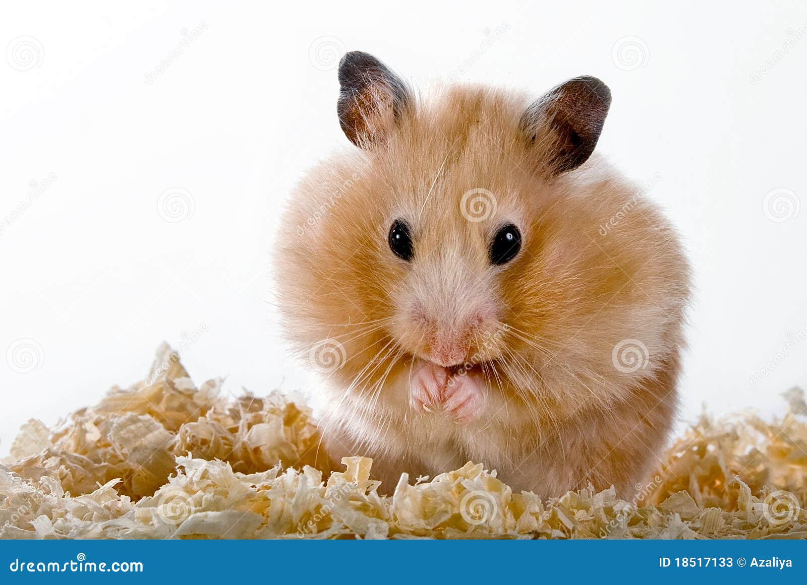 Hamster stock image. Image of close, mouse, rodent, house - 18517133