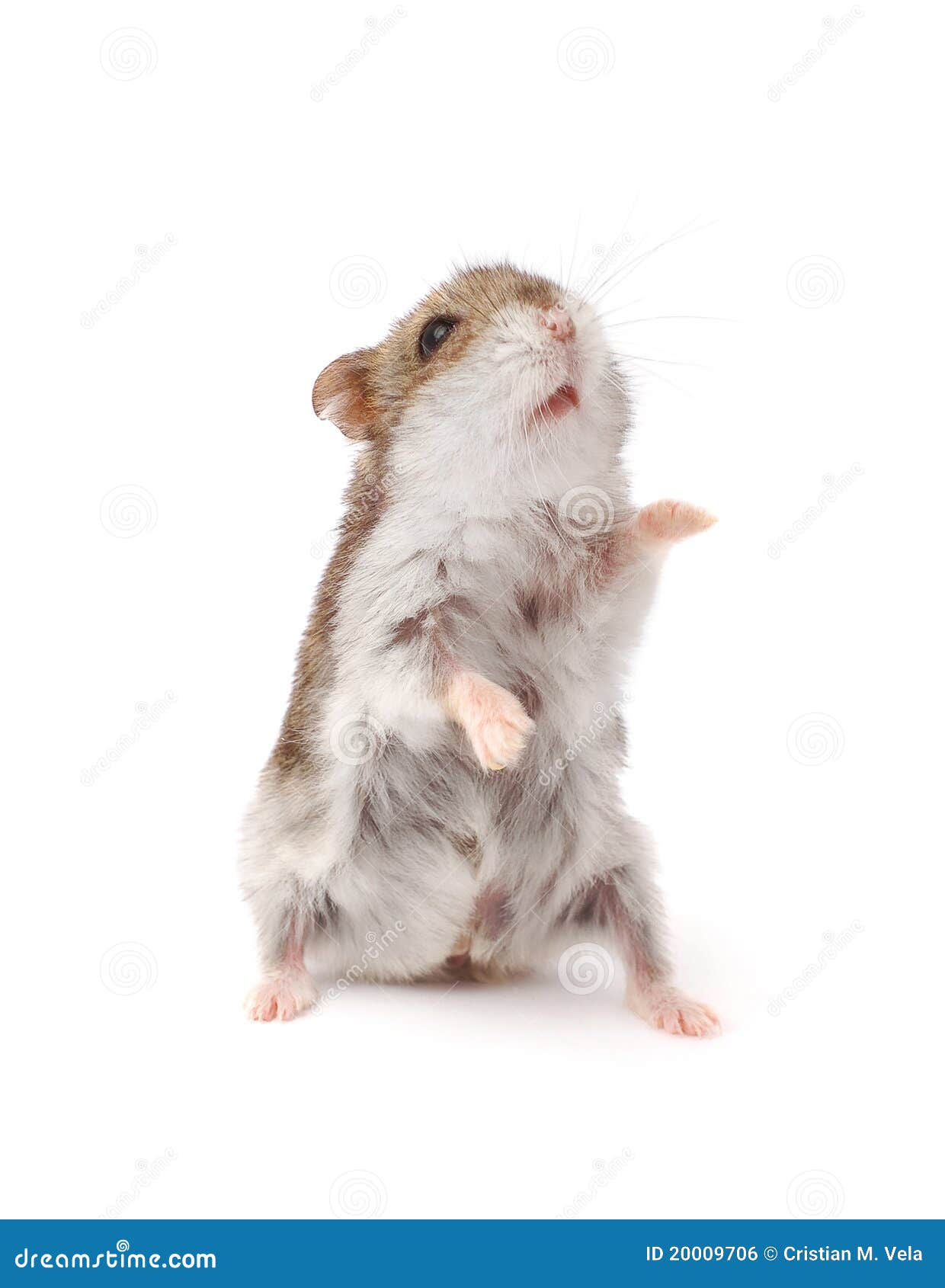 Hamster stock photo. Image of isolated, hamster, sungorus - 20009706
