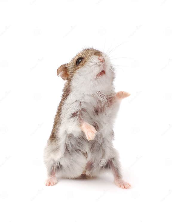 Hamster stock photo. Image of isolated, hamster, sungorus - 20009706