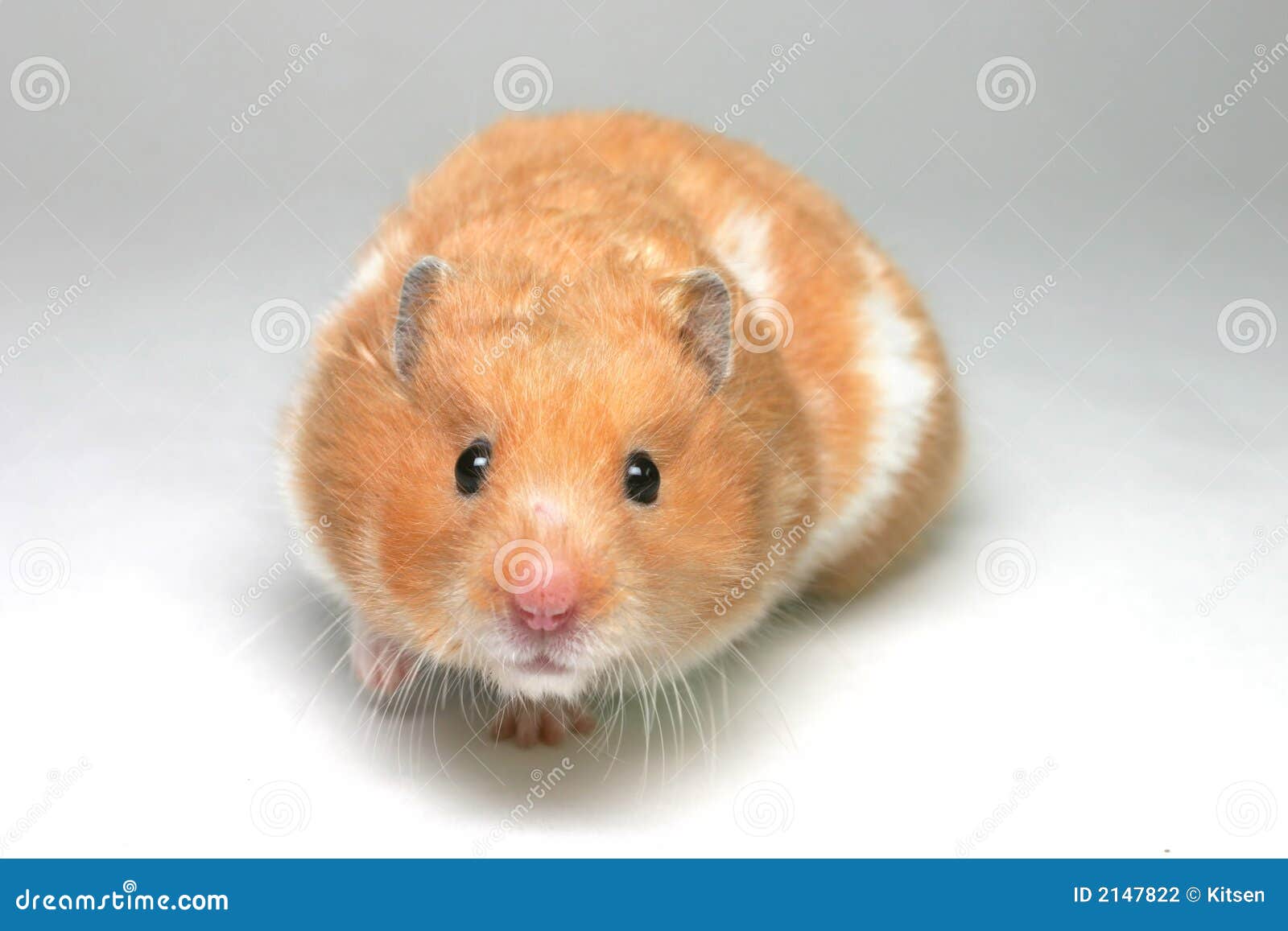 Hamster stock photo. Image of eyes, portrait, friendly - 2147822
