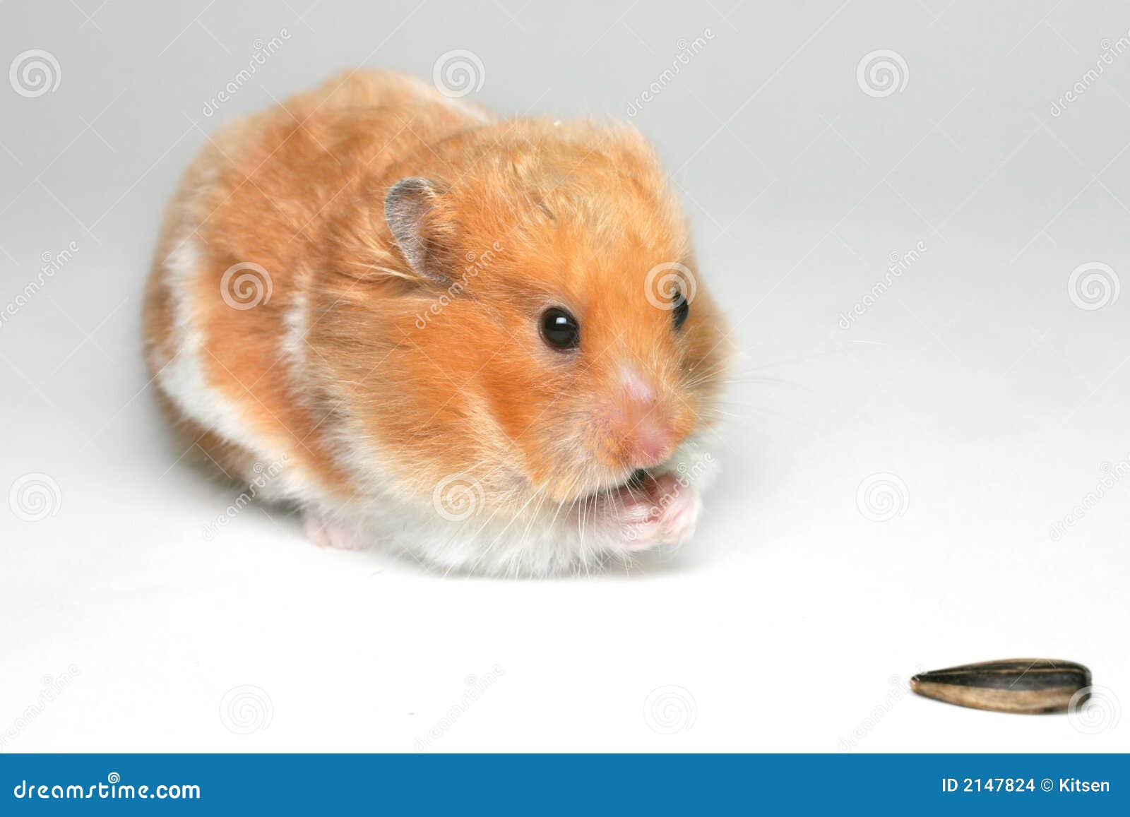 Hamster stock photo. Image of large, head, eyes, happy - 2147824