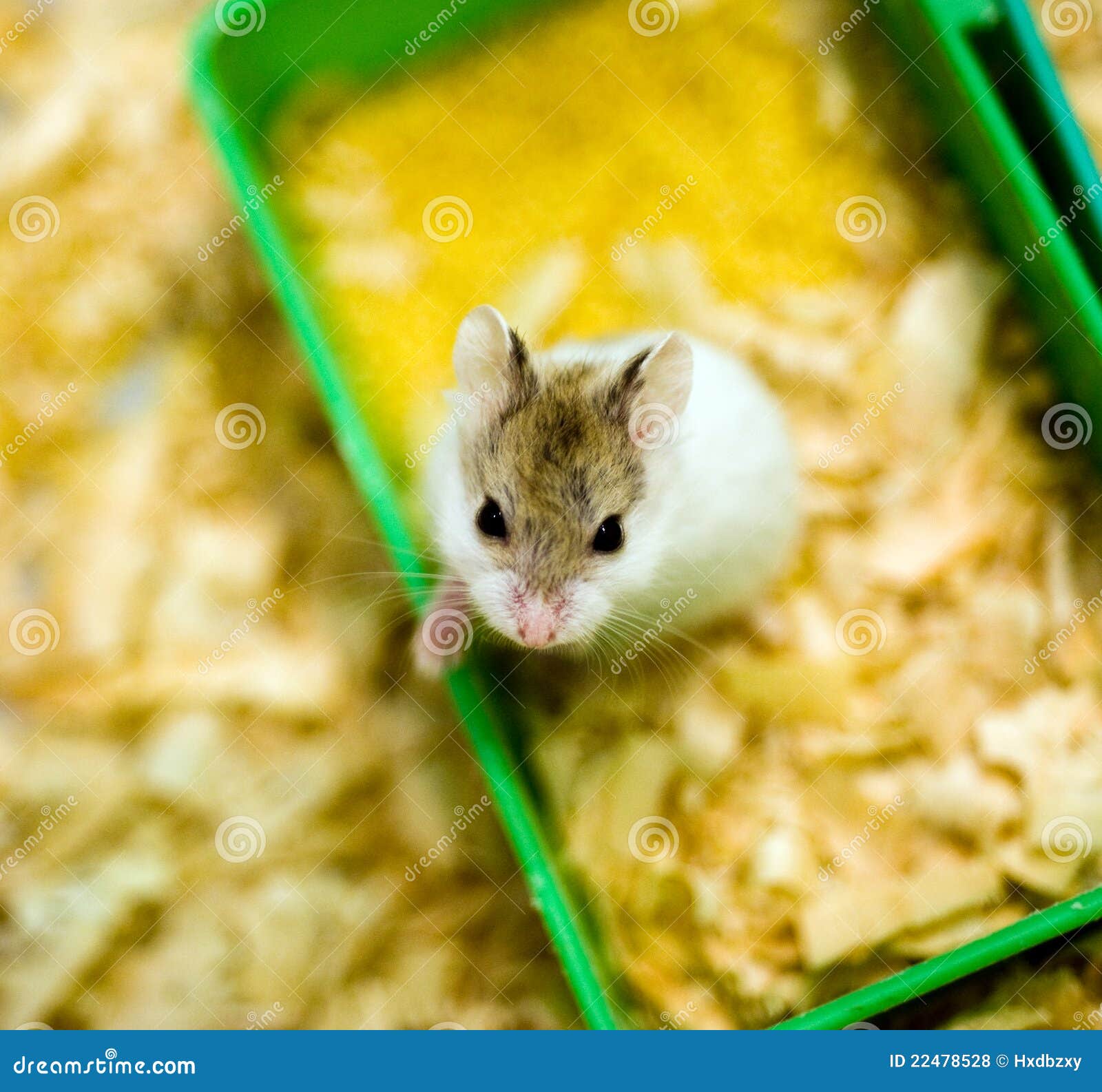 Hamster stock photo. Image of nose, fuzzy, beautiful - 22478528