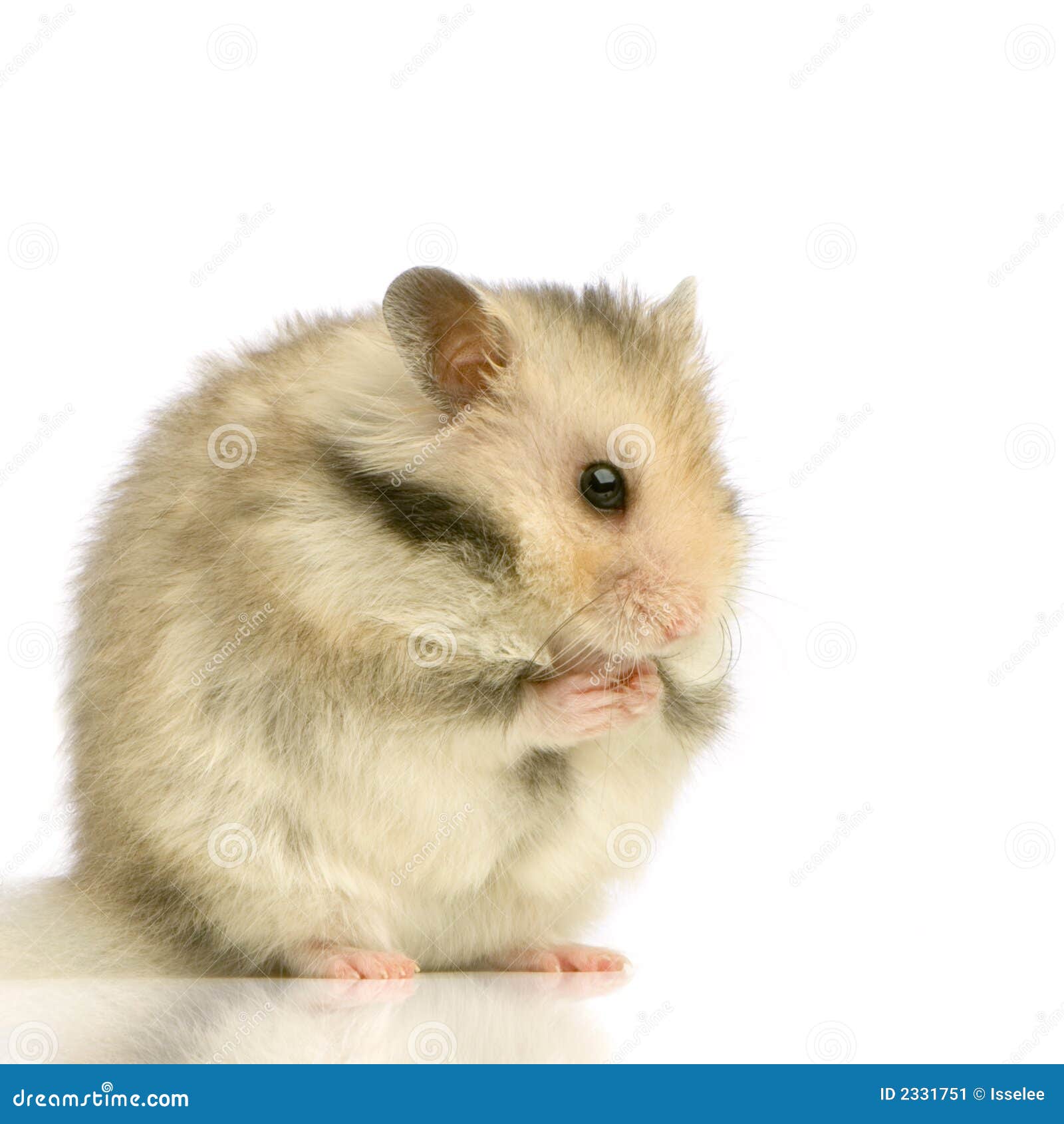 Hamster stock image. Image of fuzzy, hairy, animal, bait - 2331751