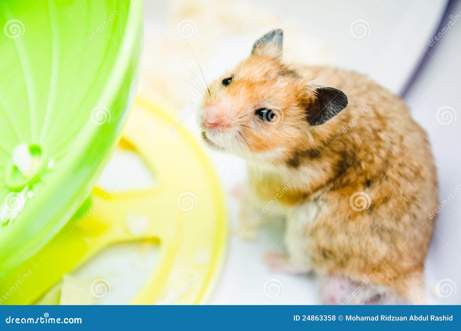 Hamster stock photo. Image of hamster, object, pets, furry - 24863358
