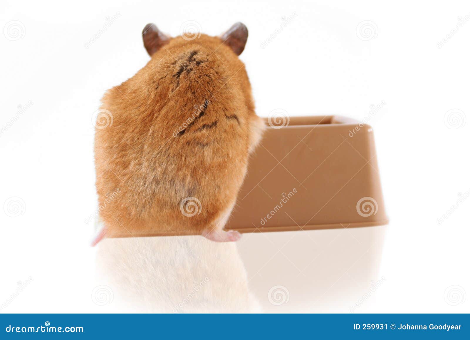 Hamster stock image. Image of meal, cheeks, series, hamsters - 259931