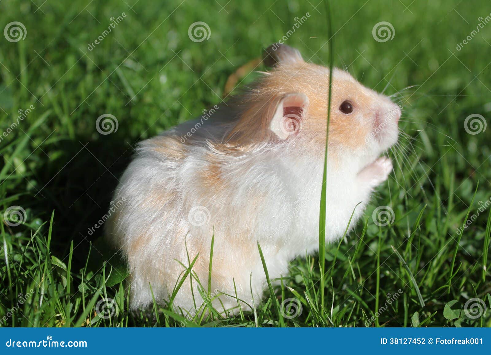 Hamster photo stock. Image du jeune, mignon, animal, soleil - 38127452