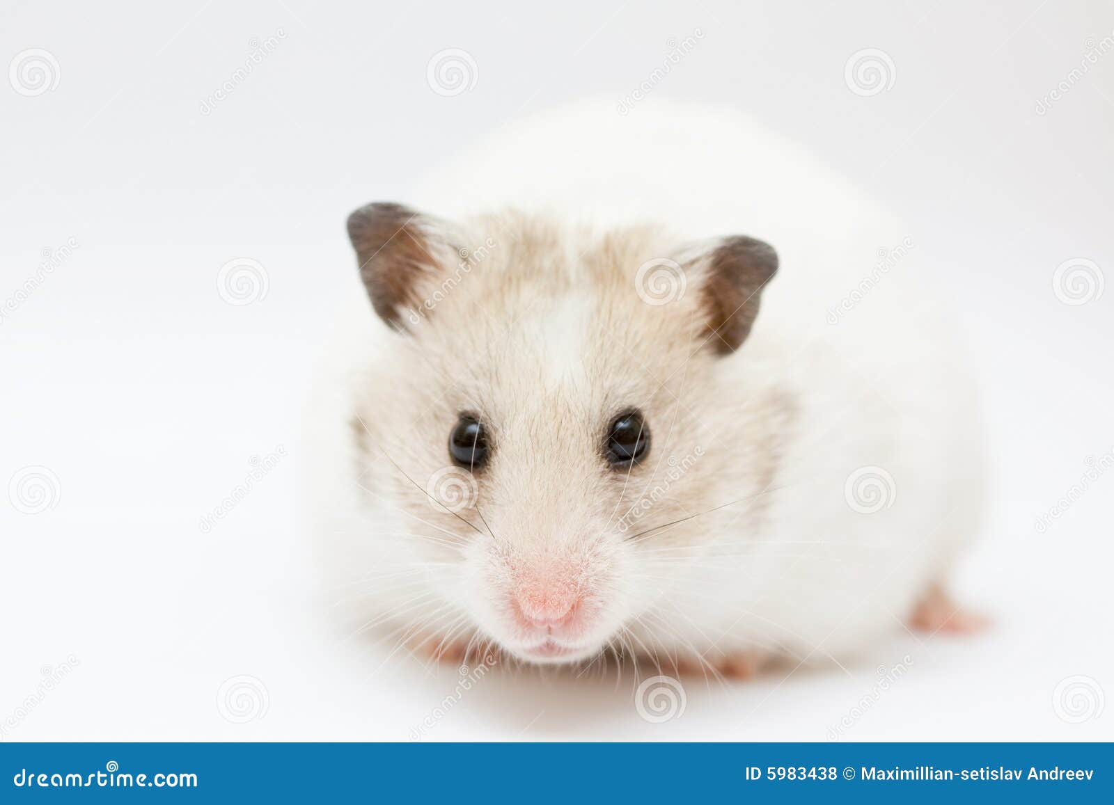 Hamster Picture. Image: 5983438