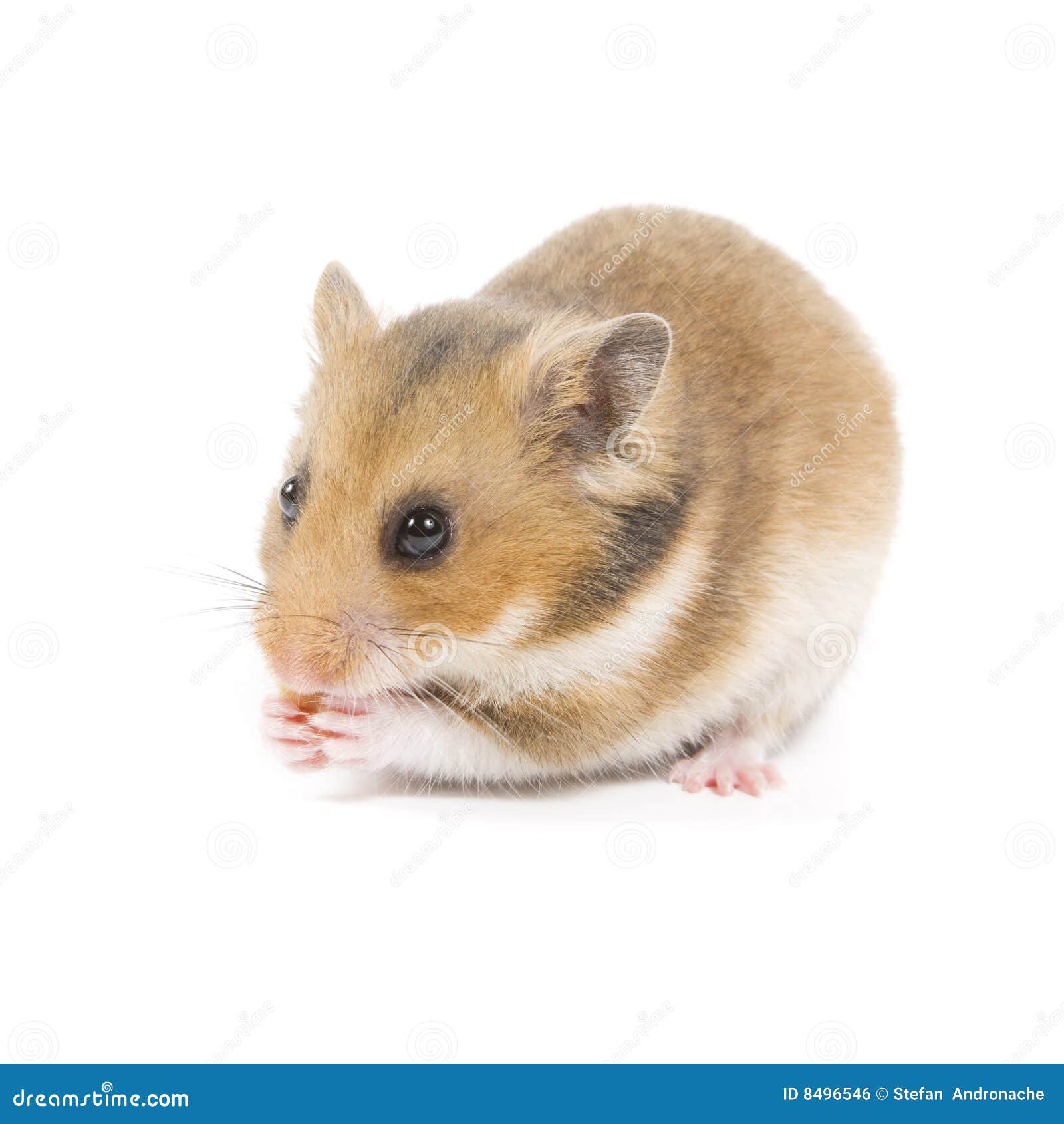 Hamster stock photo. Image of macro, mammal, close, cute - 8496546